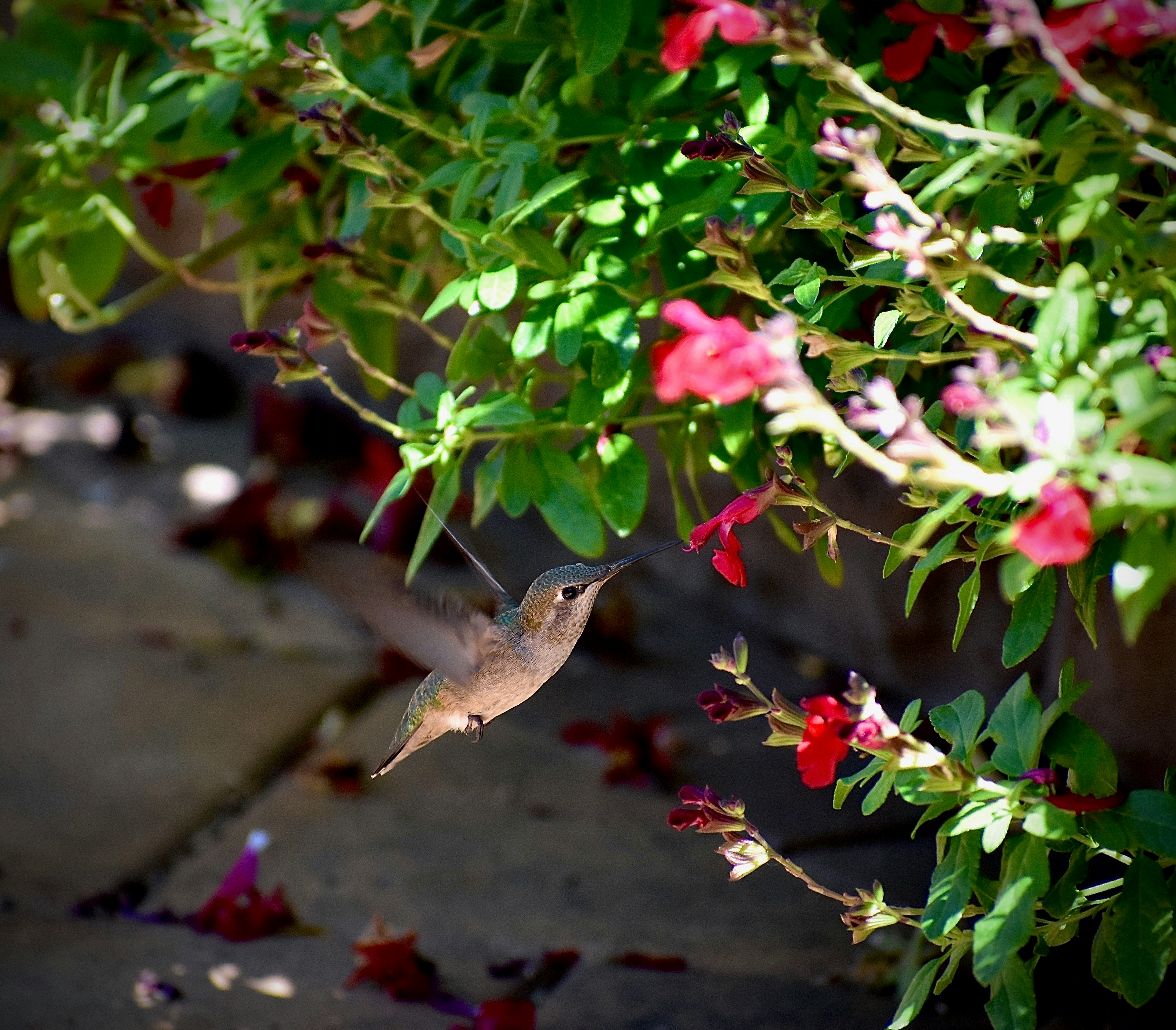 Hummingbird hovering near vibrant red flowers in a sunlit garden.