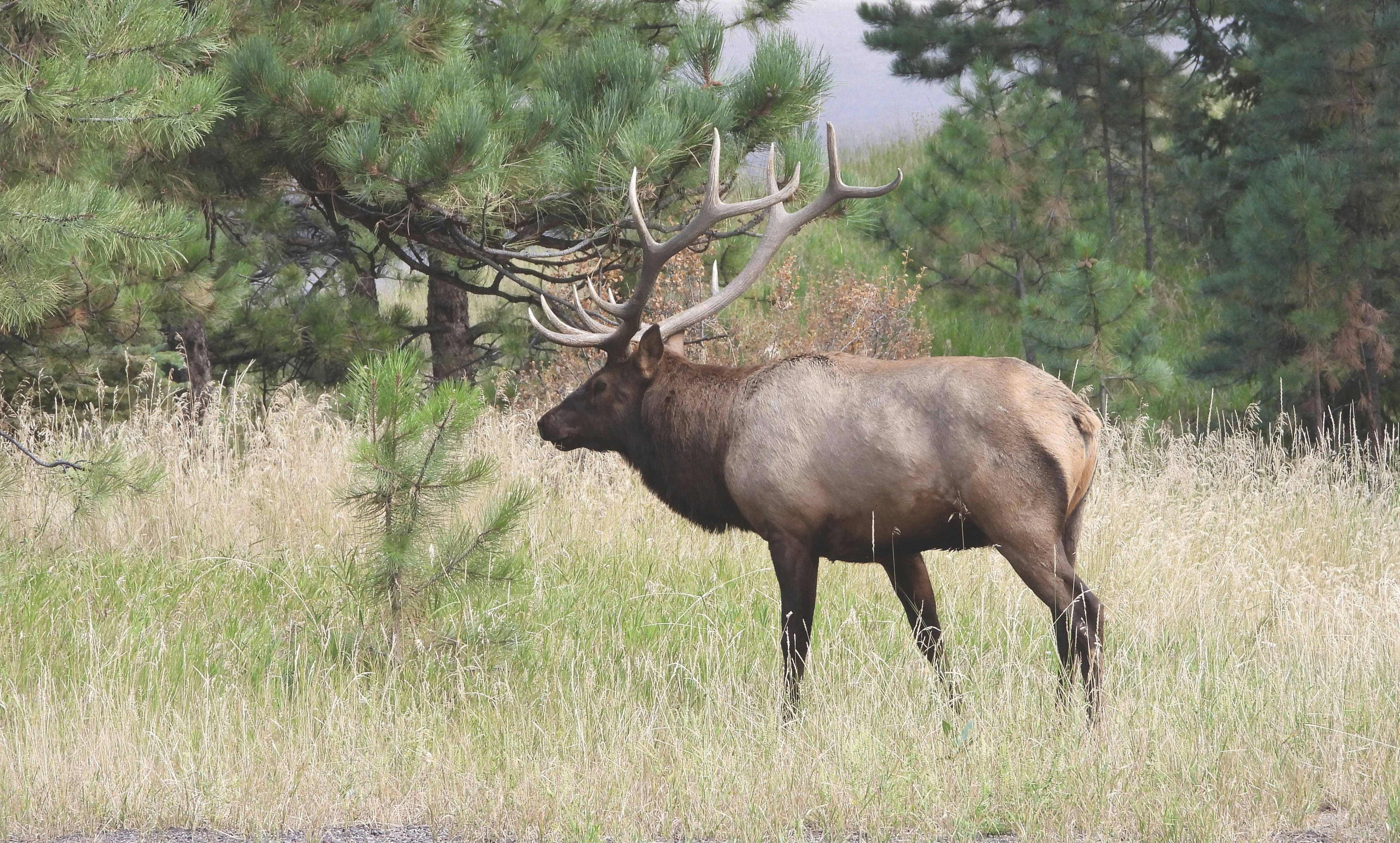 A large elk standing in a field of tall grass photo – Free Animal Image ...