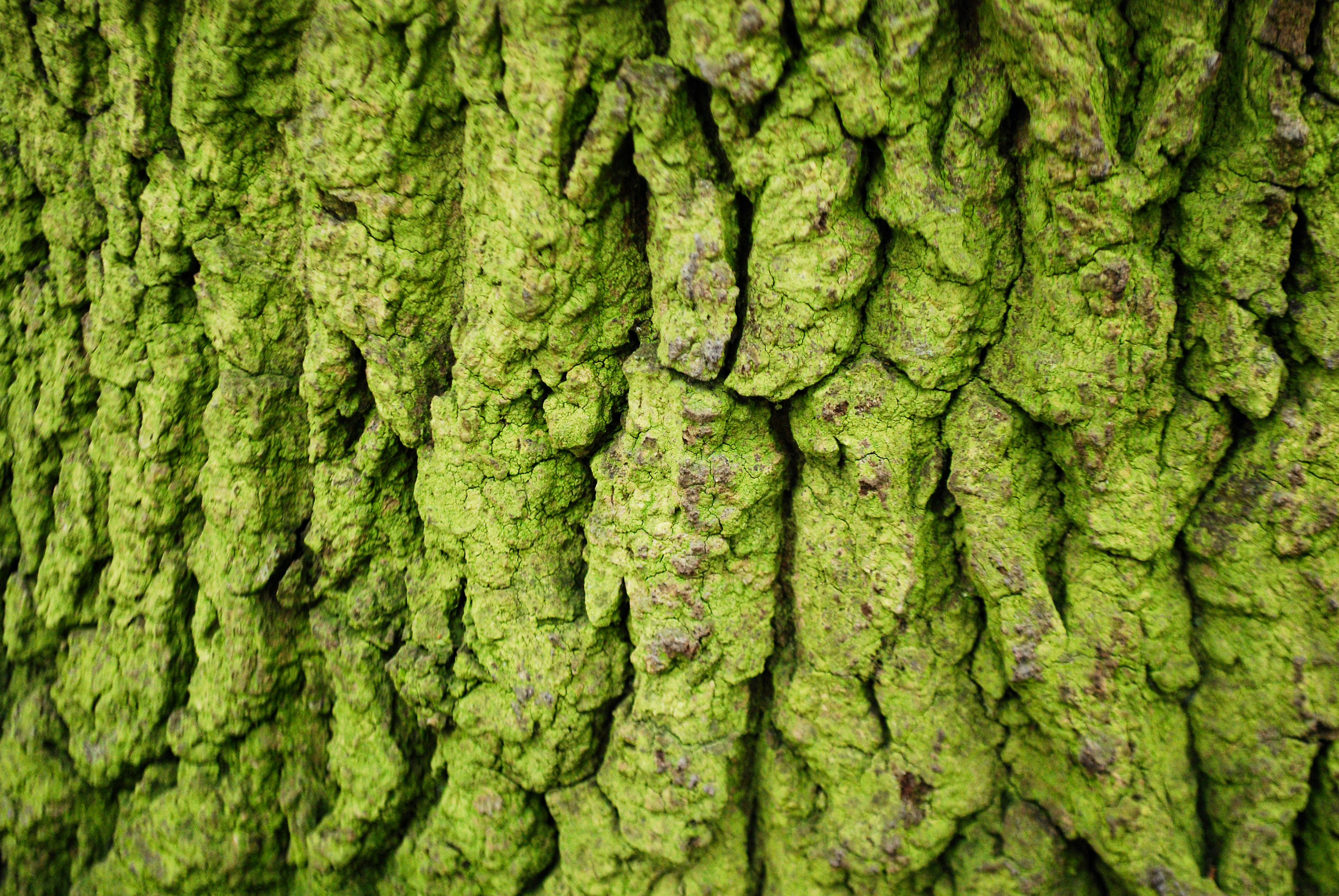 Moss On Tree Bark
