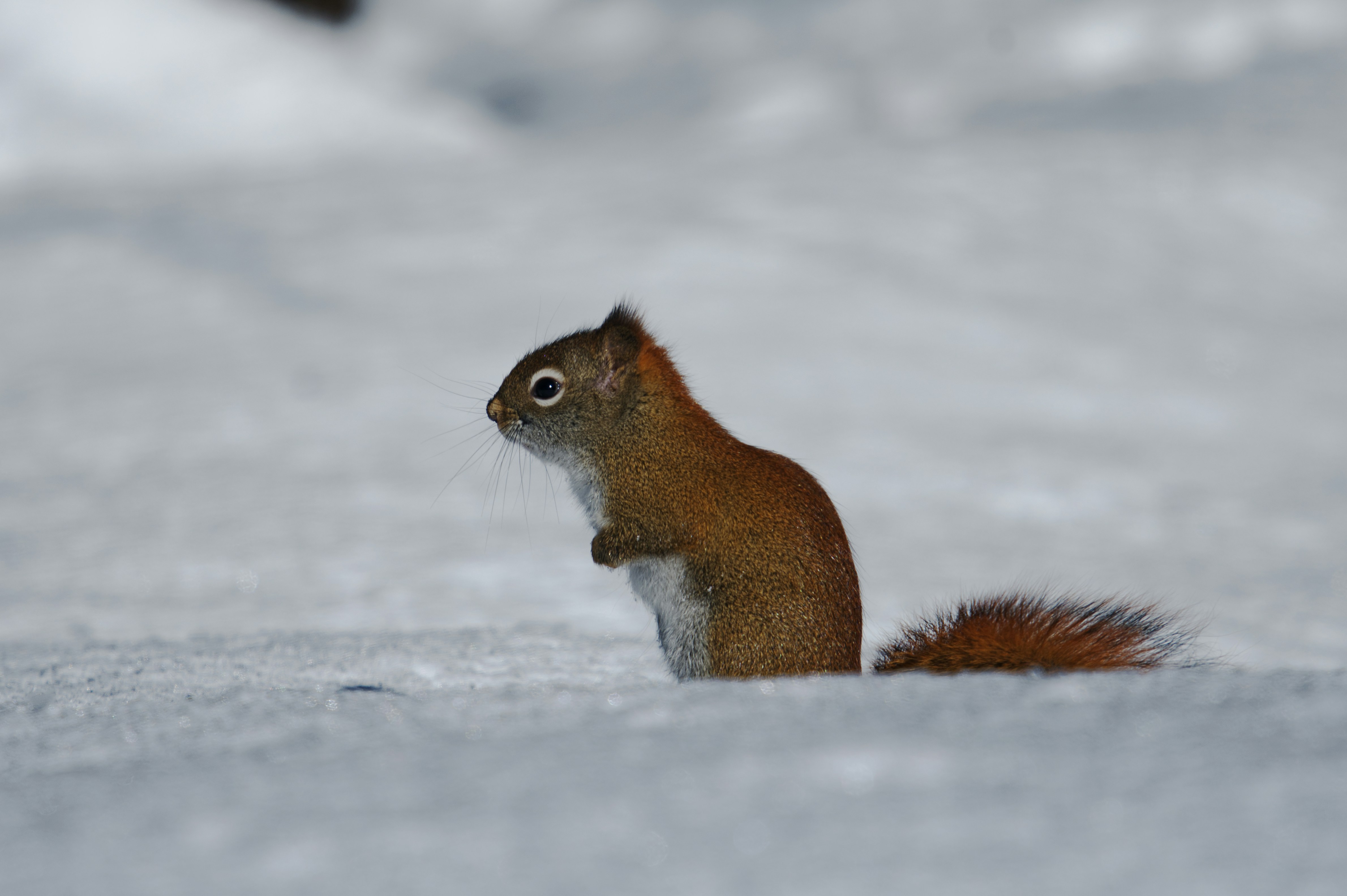 A Winter's Vigil: The Squirrel's Stance