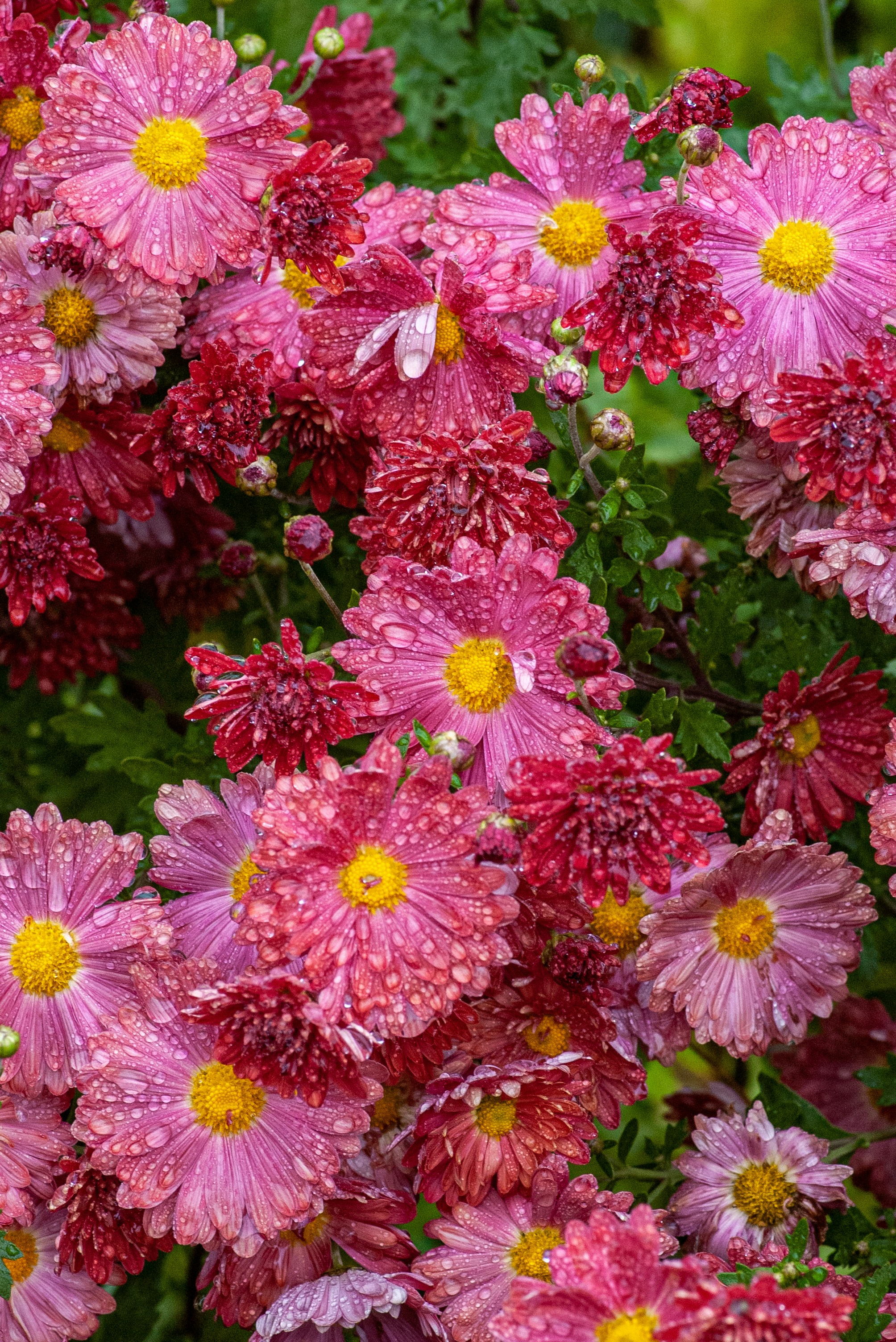 Red chrysanthemum in the rain