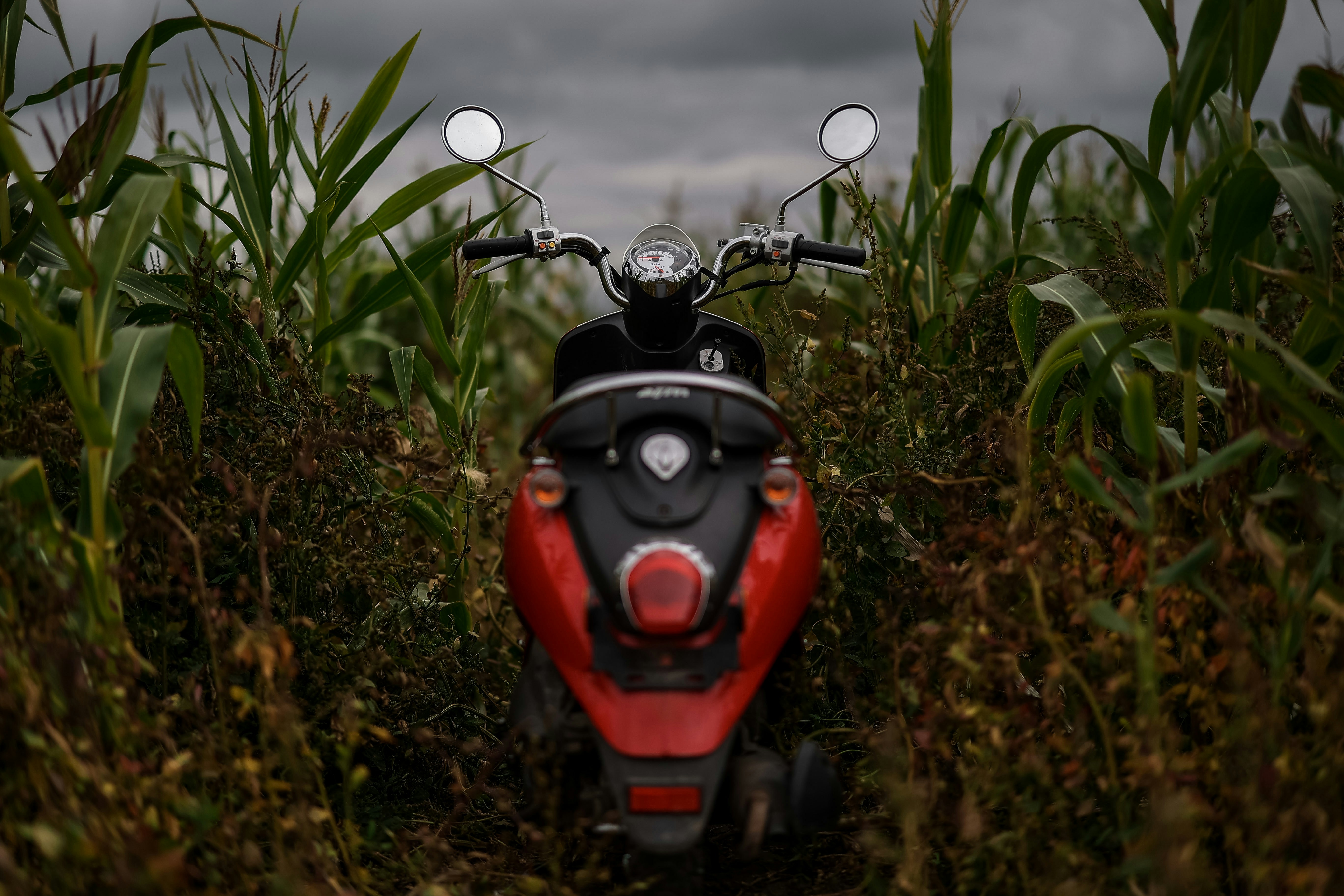 Rear-View Red Scooter Framed by Corn: A Quiet Field Passage