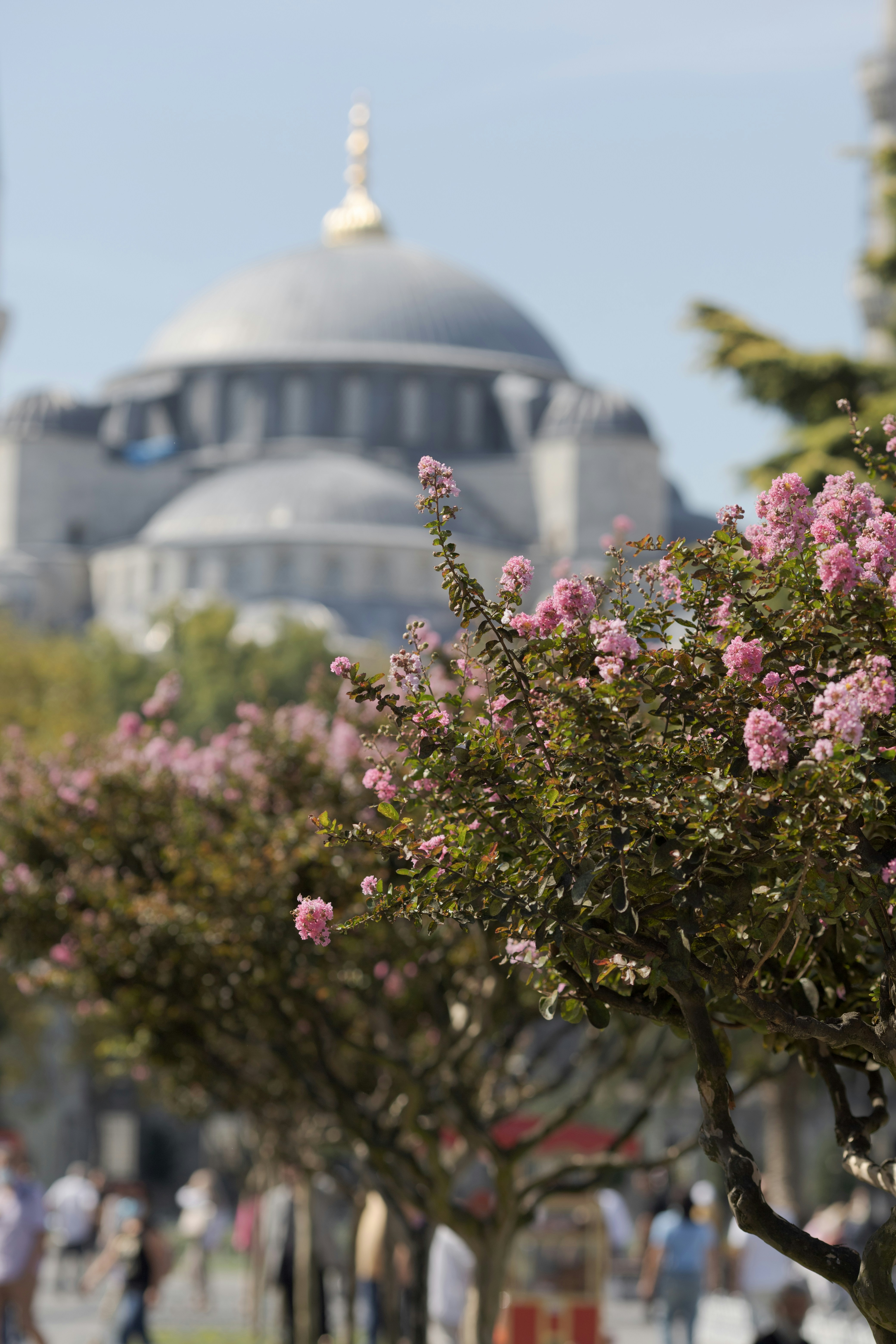 Blossoms in Focus: A Turkish Milestone Framed by Istanbul’s Dome