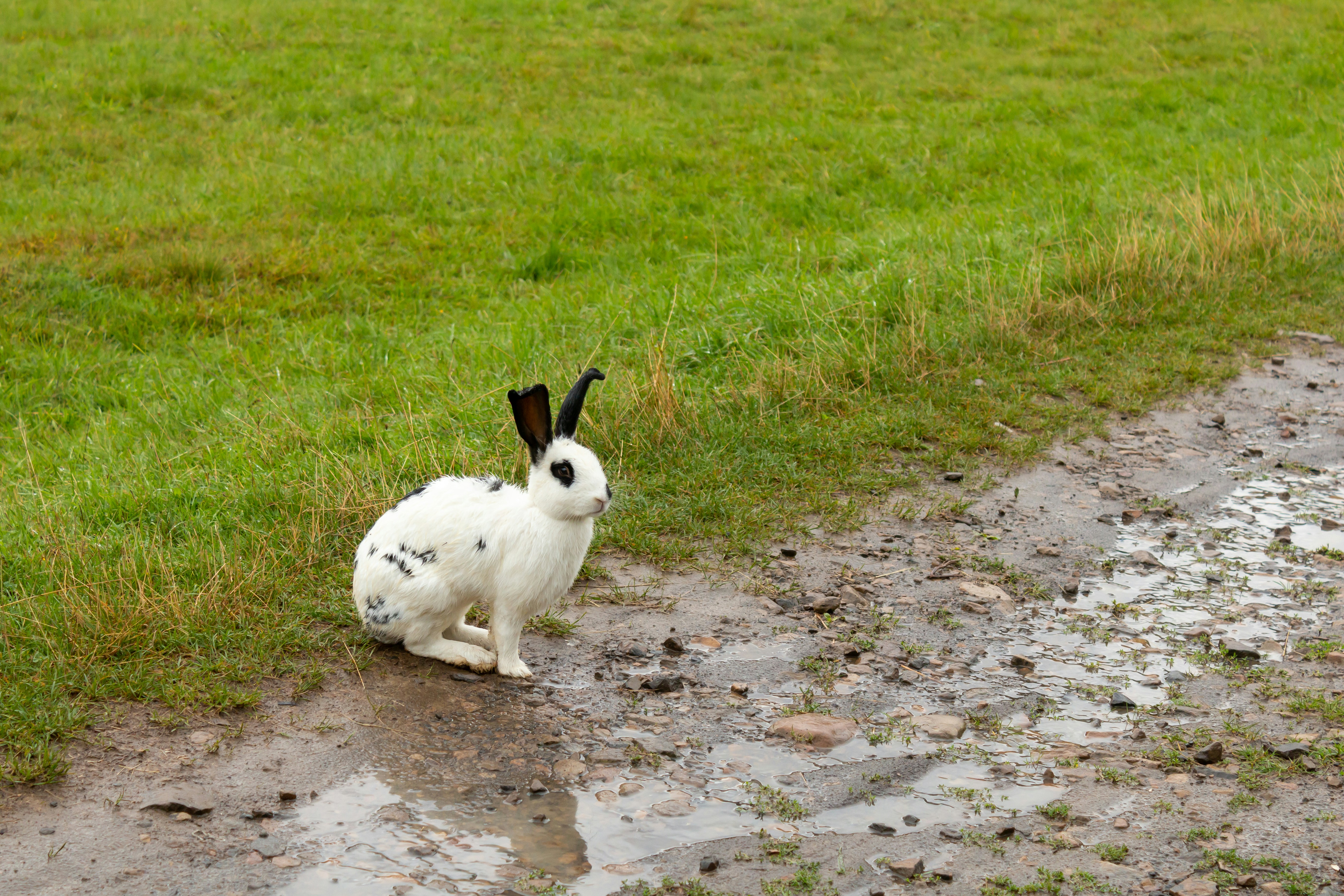 Pause at the Puddle: A White Rabbit on a Rain-Washed Meadow Path