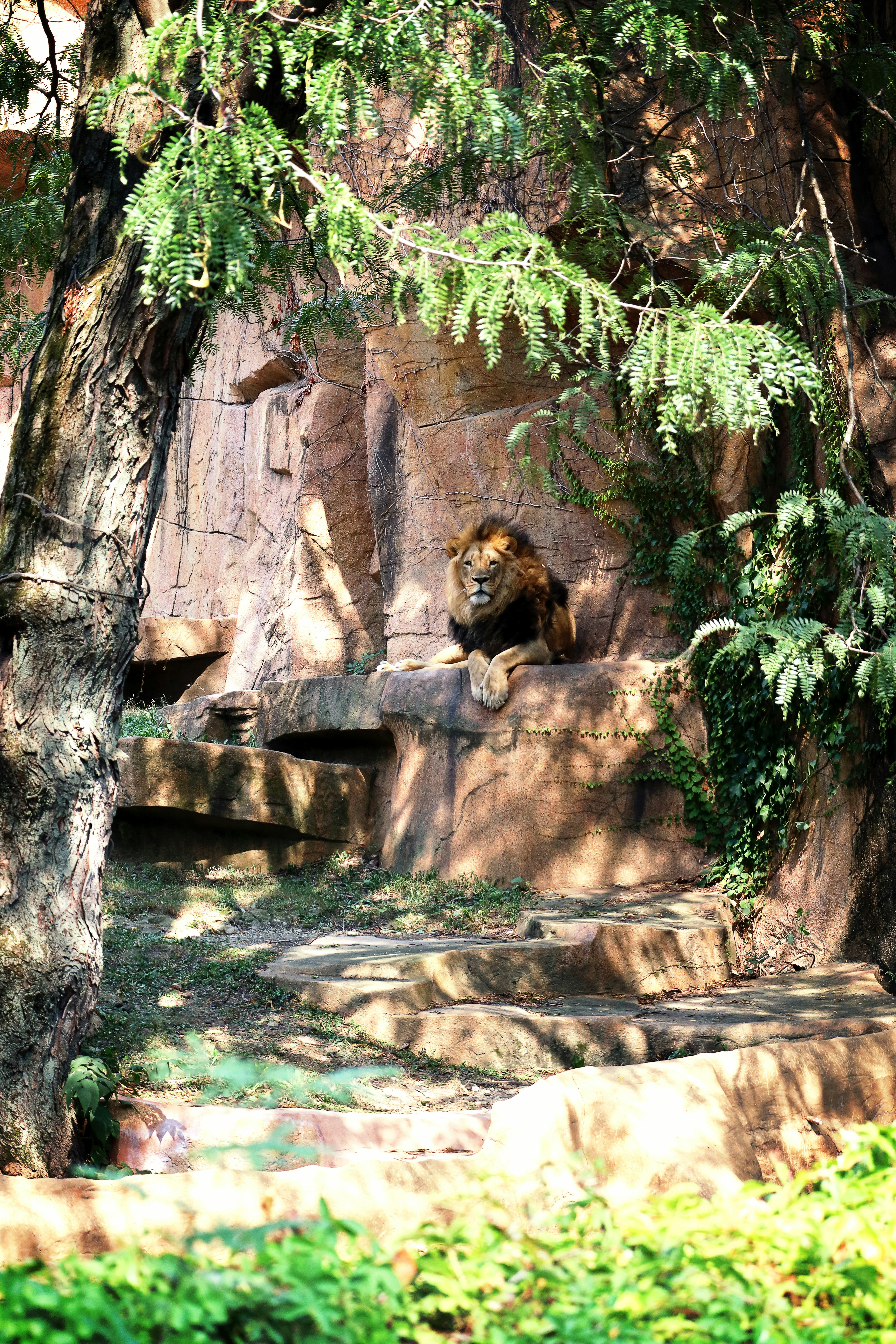 A lion rests majestically on a rocky ledge, surrounded by lush greenery and rugged terrain. The scene captures the essence of wildlife in its natural habitat.