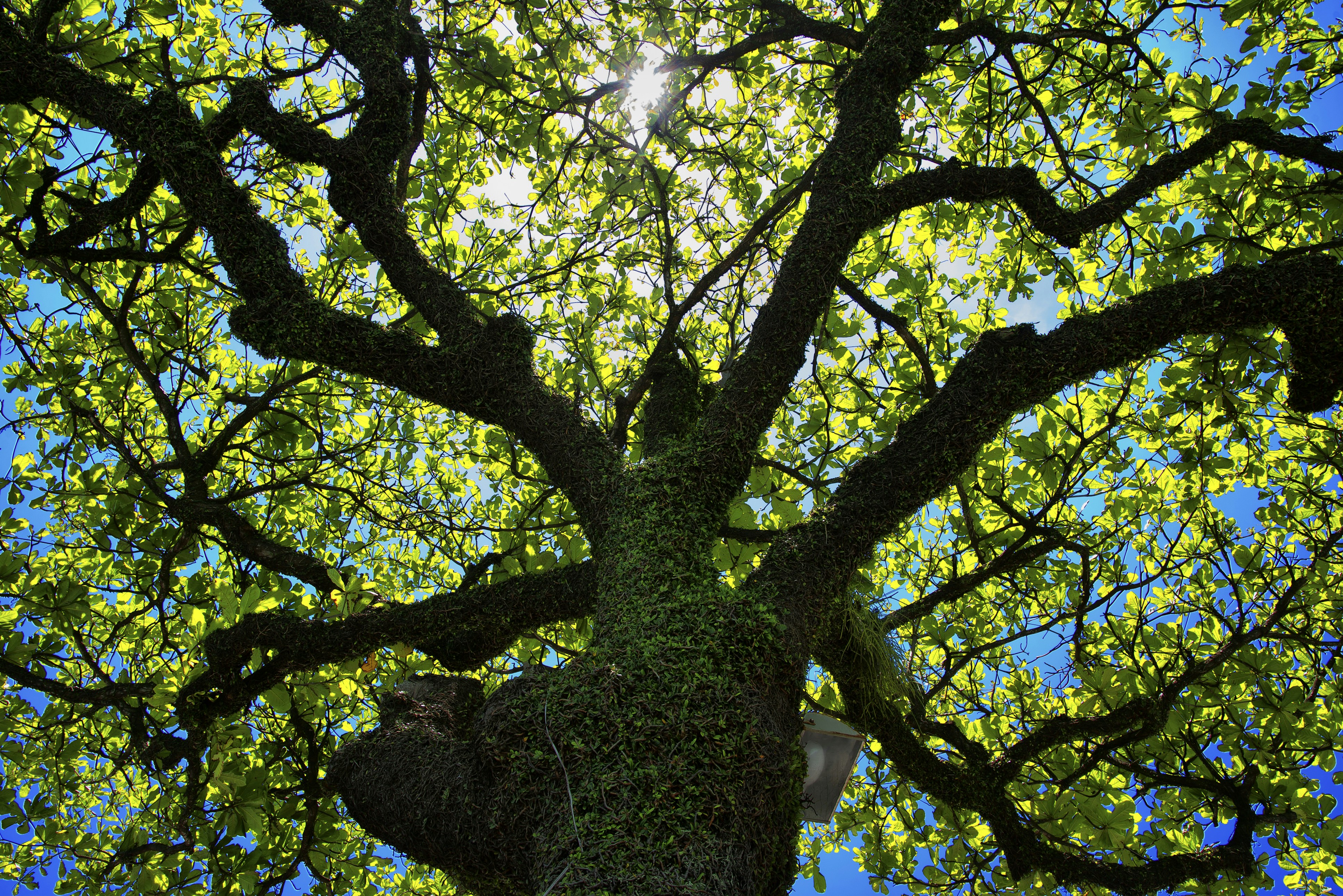 A large tree with lots of green leaves photo – Free Forte de copacabana ...