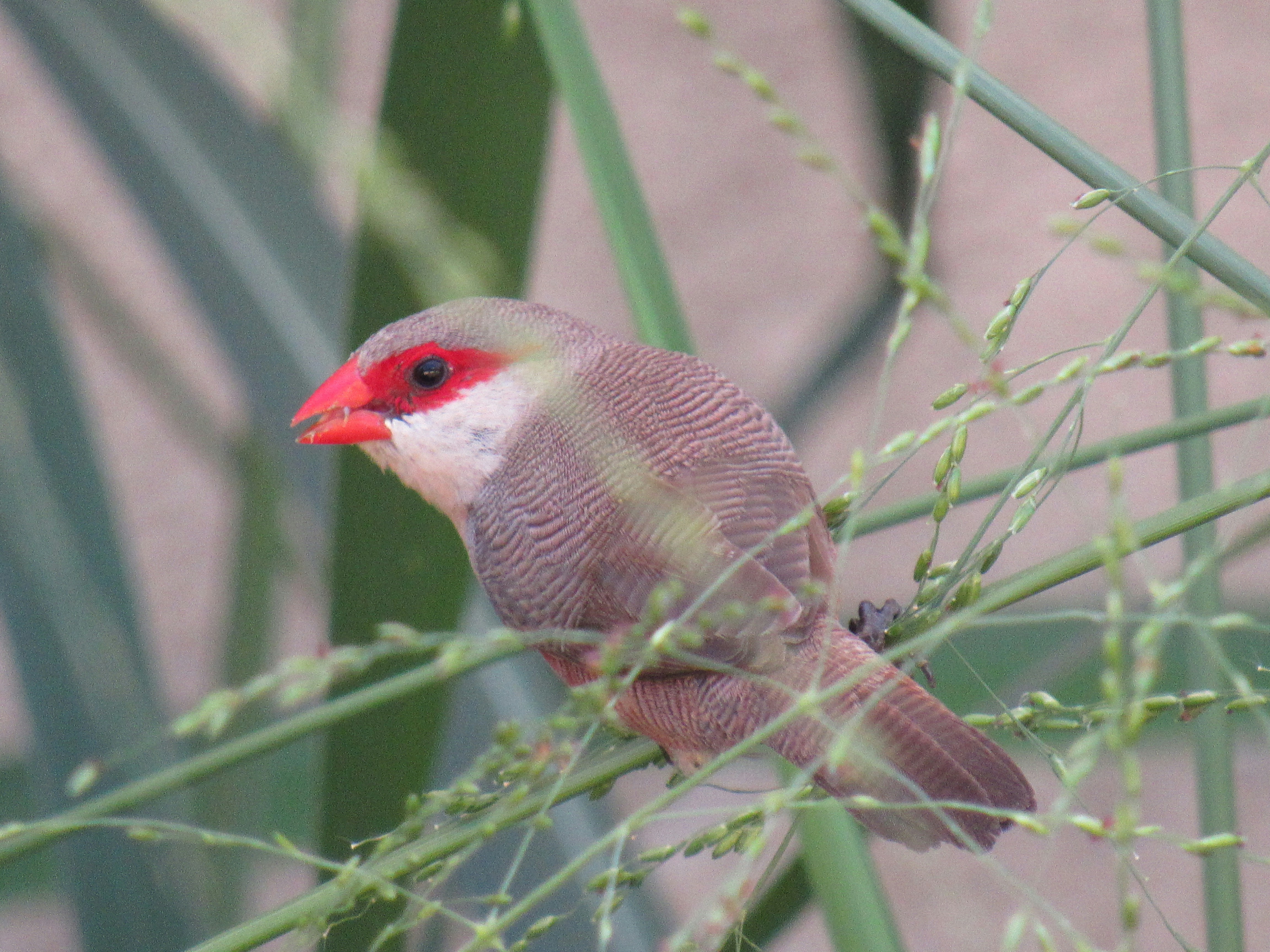 a small bird perched on top of a green plant