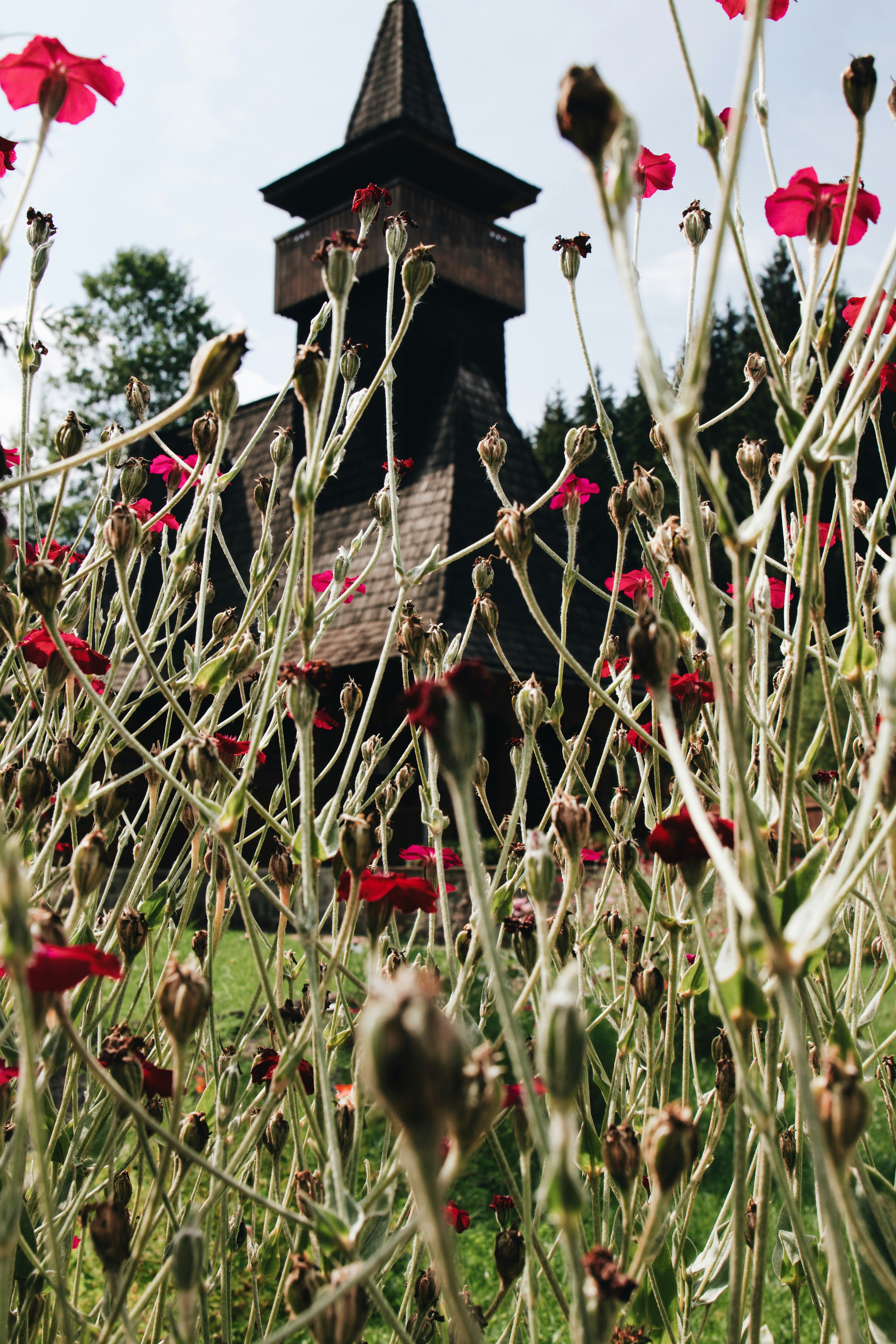 Crimson Blooms in the Foreground Frame a Timbered Steeple