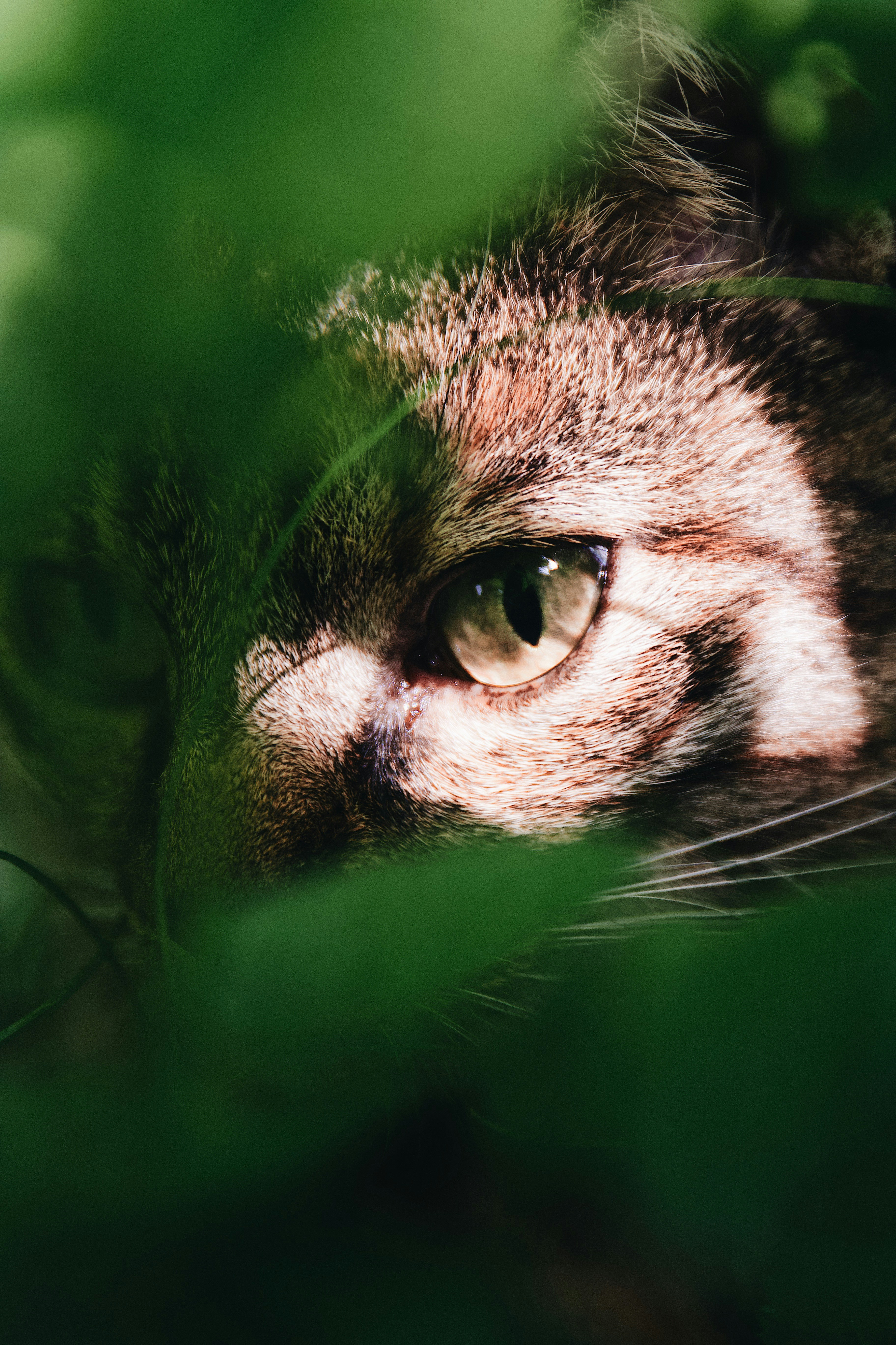 A close up of a cat's face through the leaves of a tree photo – Free ...
