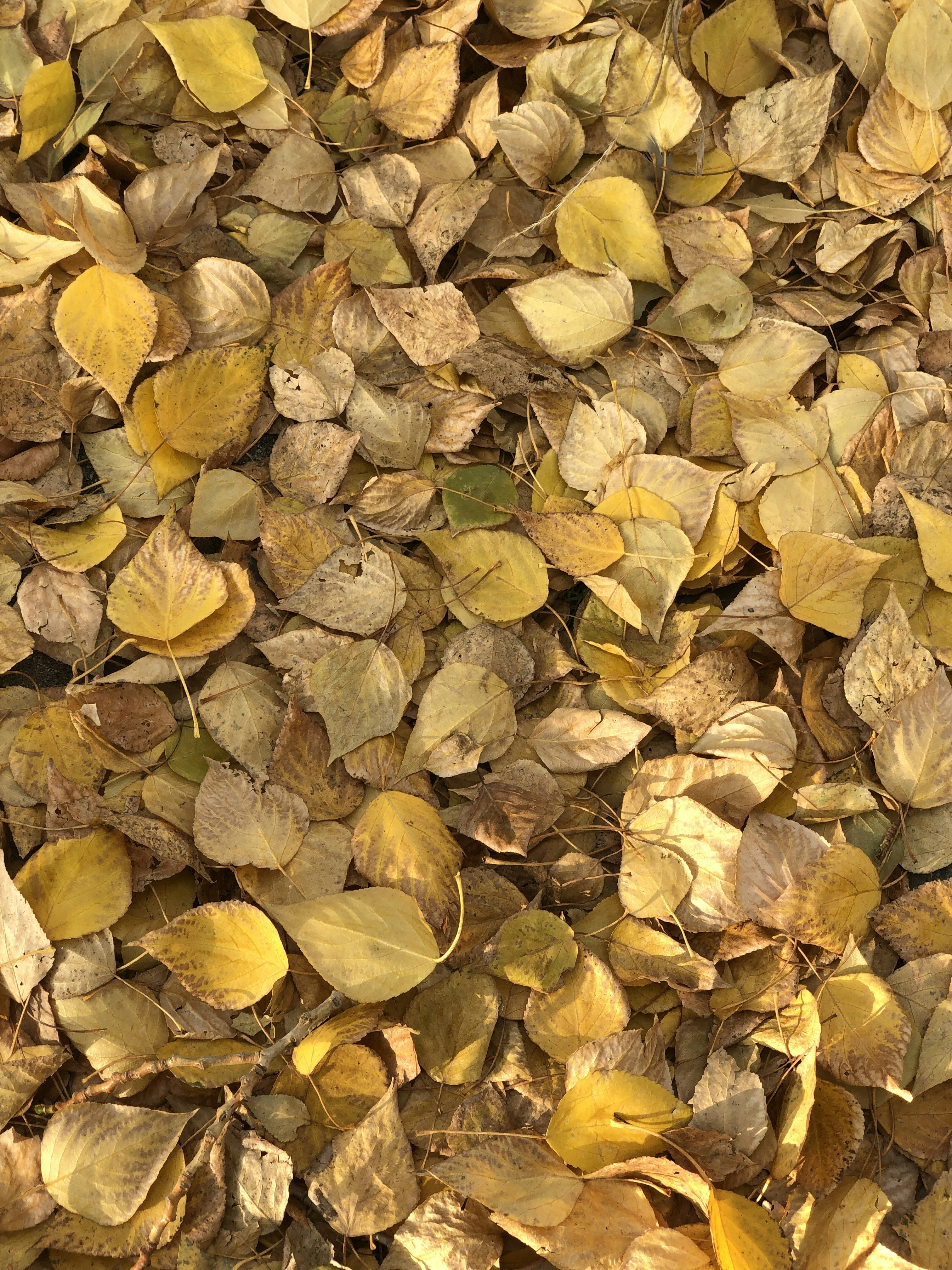 A dense layer of fallen yellow and brown leaves blanketing the ground, showcasing the transition of seasons.