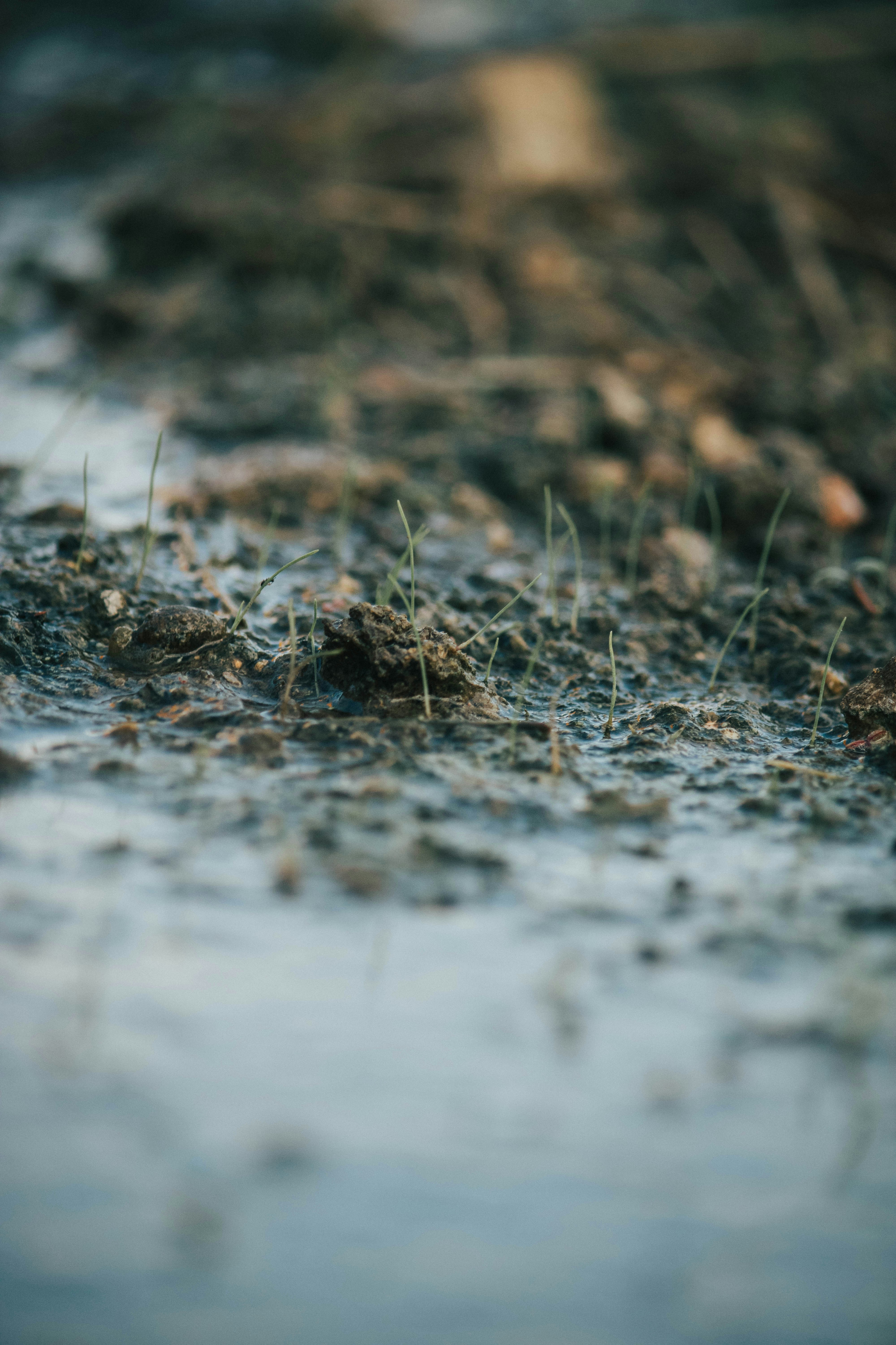 A close up of a puddle of water with grass sticking out of it photo ...