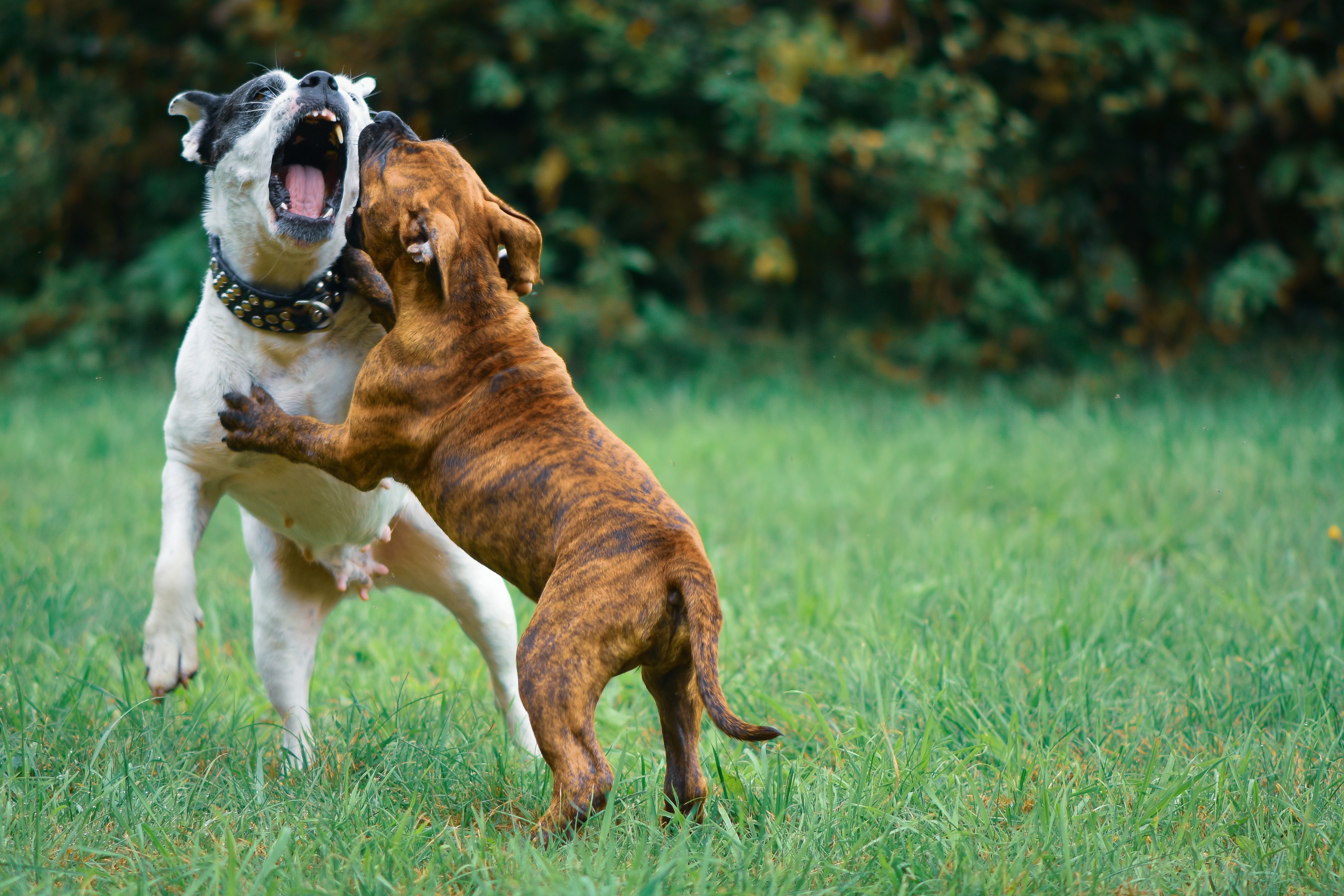 Two dogs playing with each other in the grass photo – Free Welpe Image ...