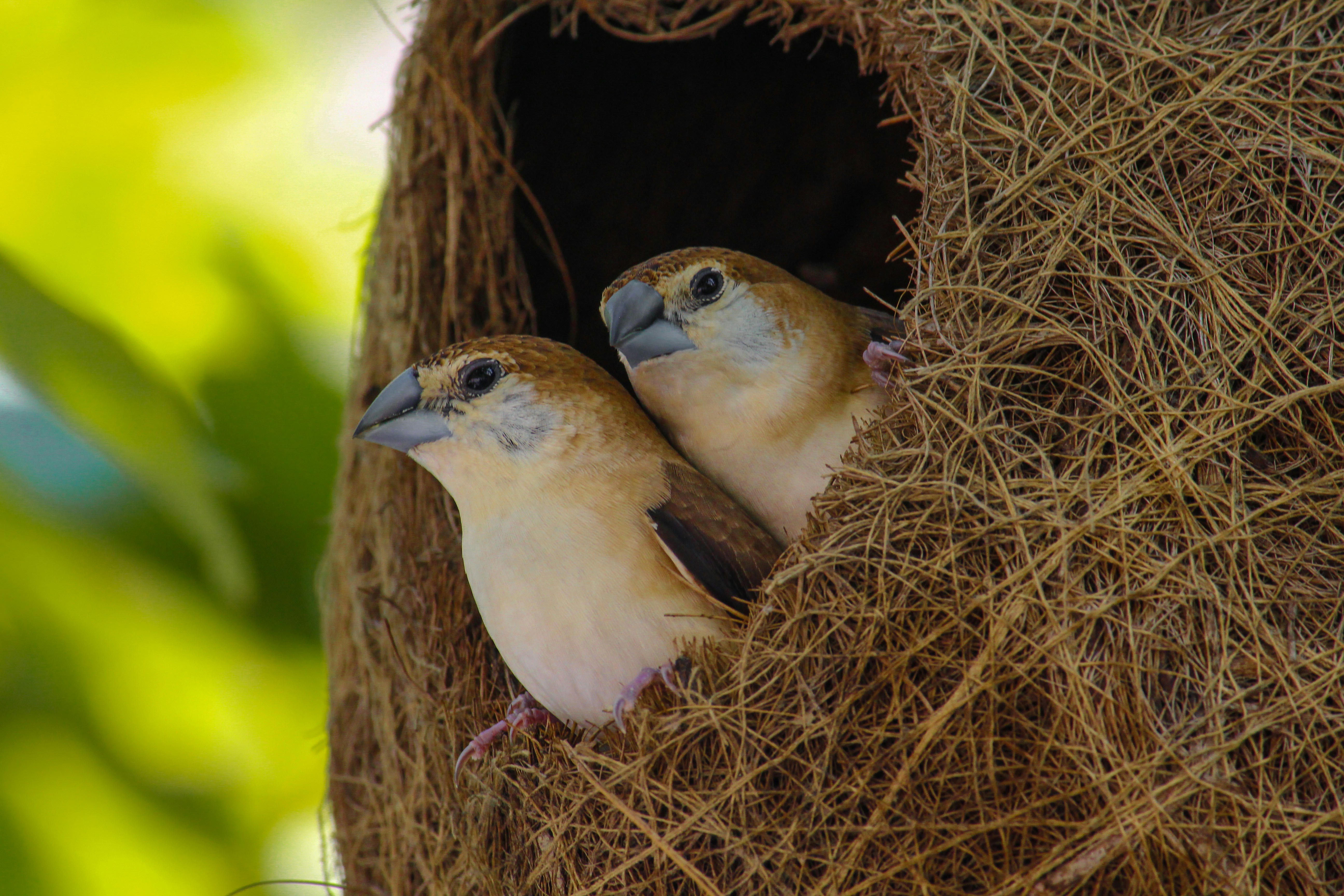 Twin Beaks in a Fraying Nest: Intimate View of Two Birds