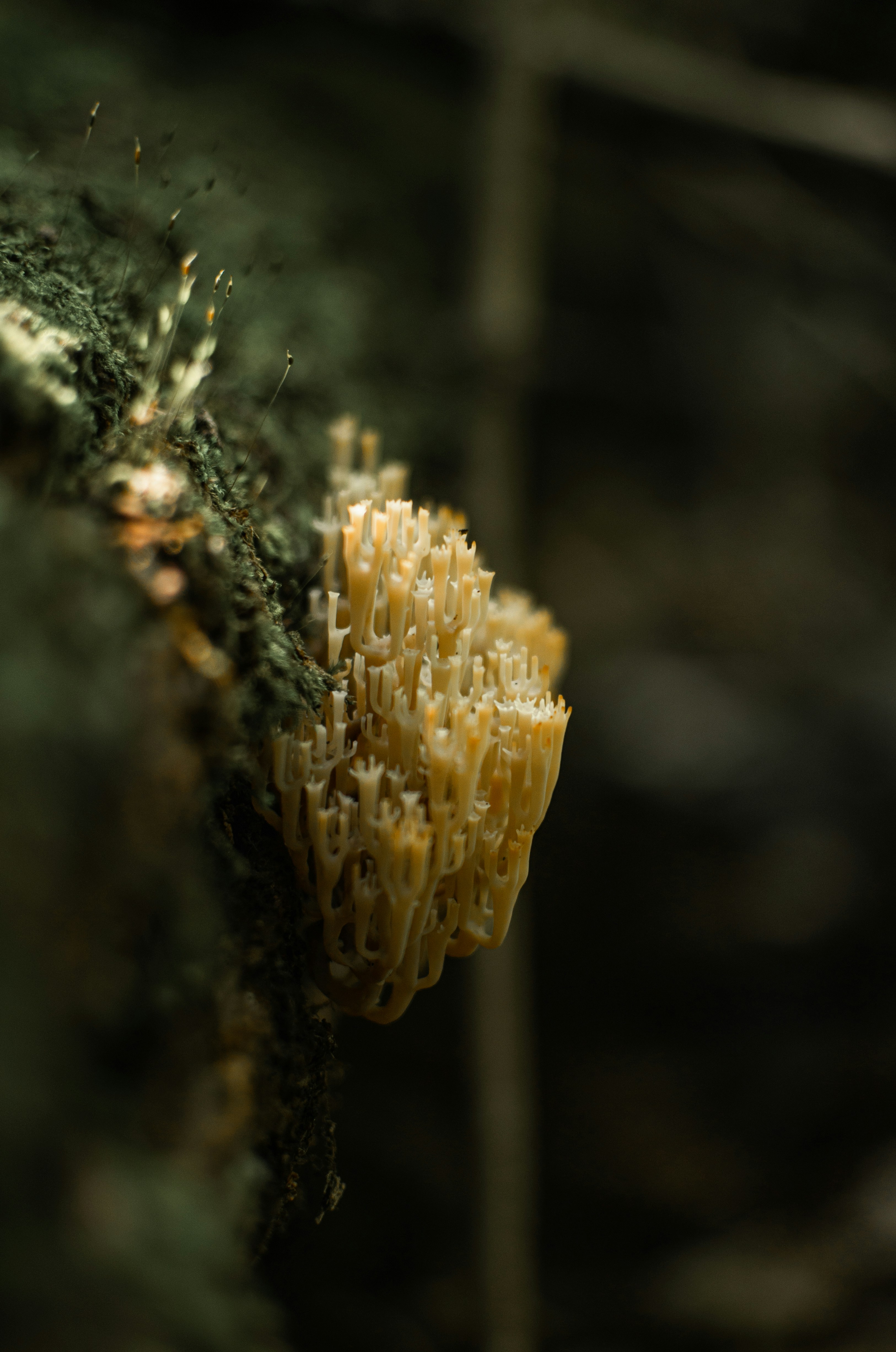 Amber Coral Fungus Clinging to Mossy Log
