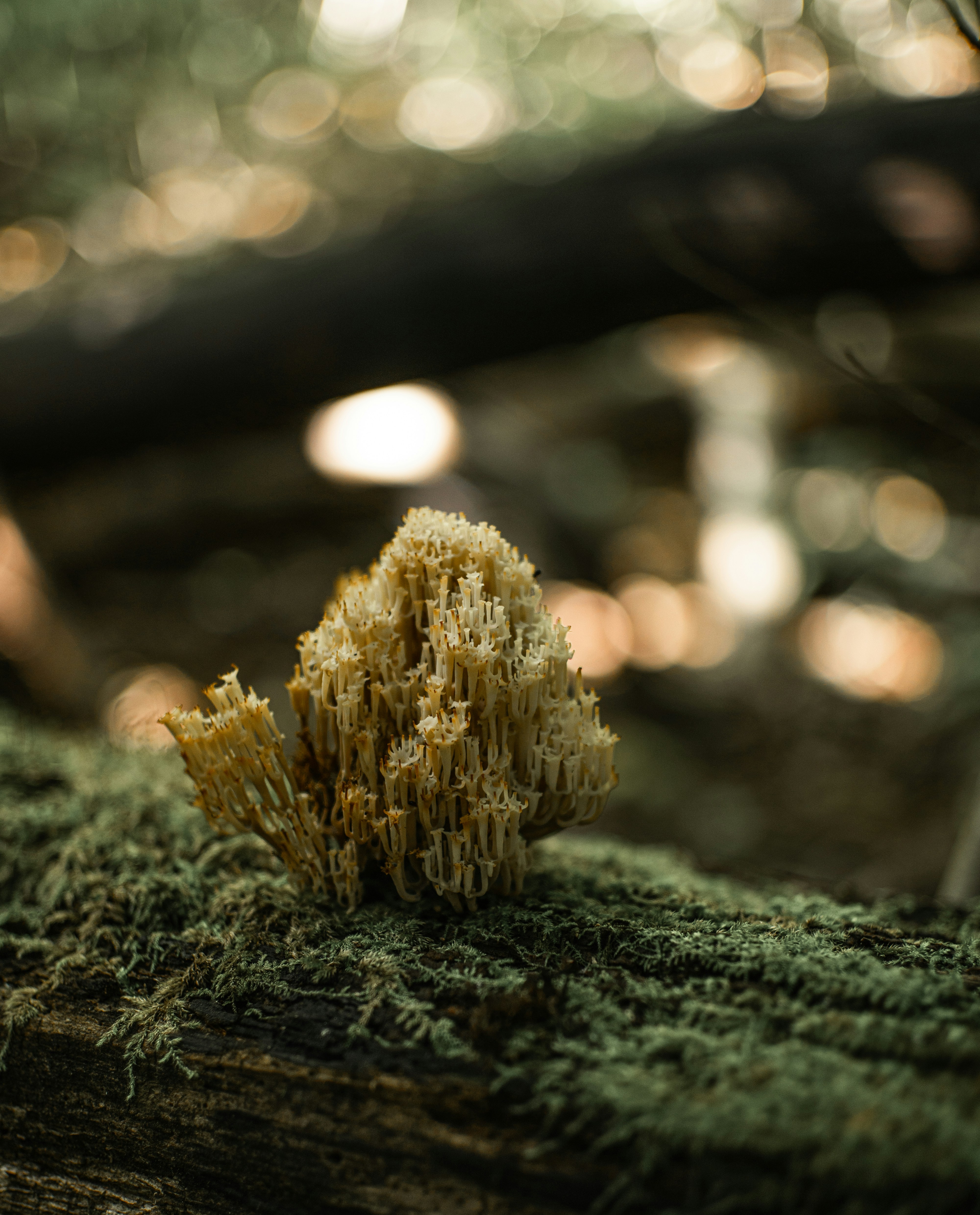 Moss-Cloaked Coral Fungus on a Sunlit Log
