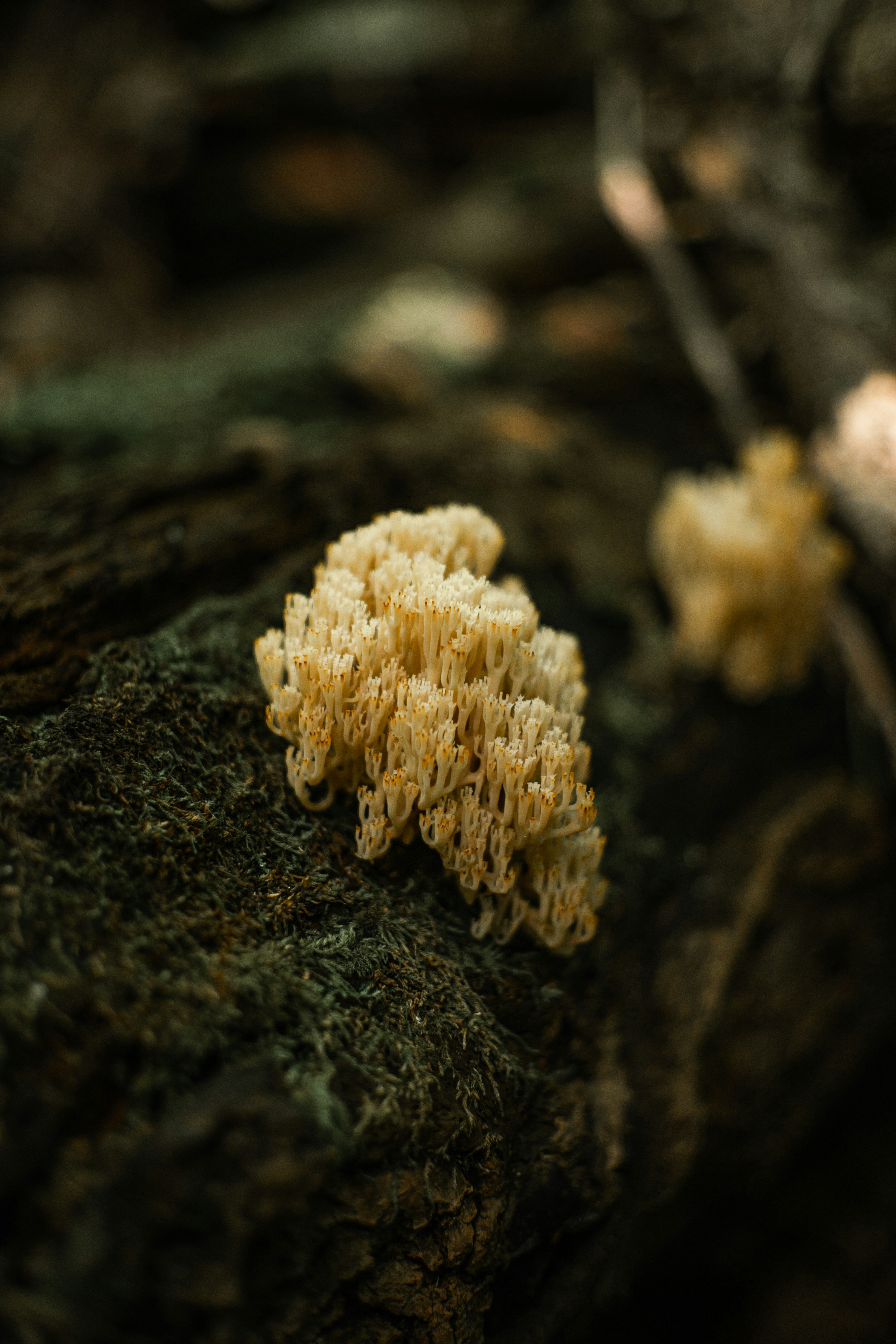 a close up of a plant on a rock