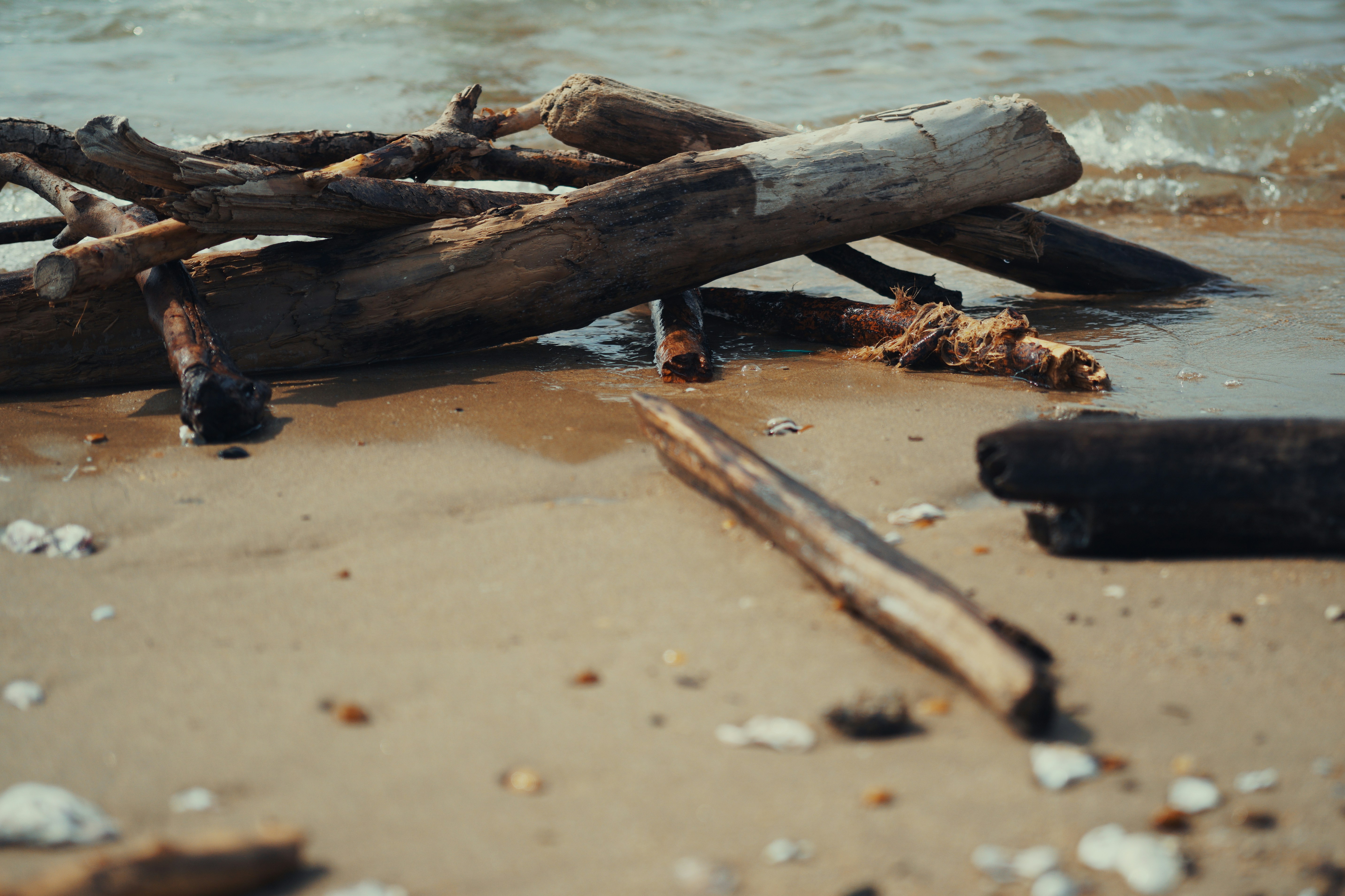 Weathered driftwood scattered on a sandy beach, with gentle waves lapping nearby.