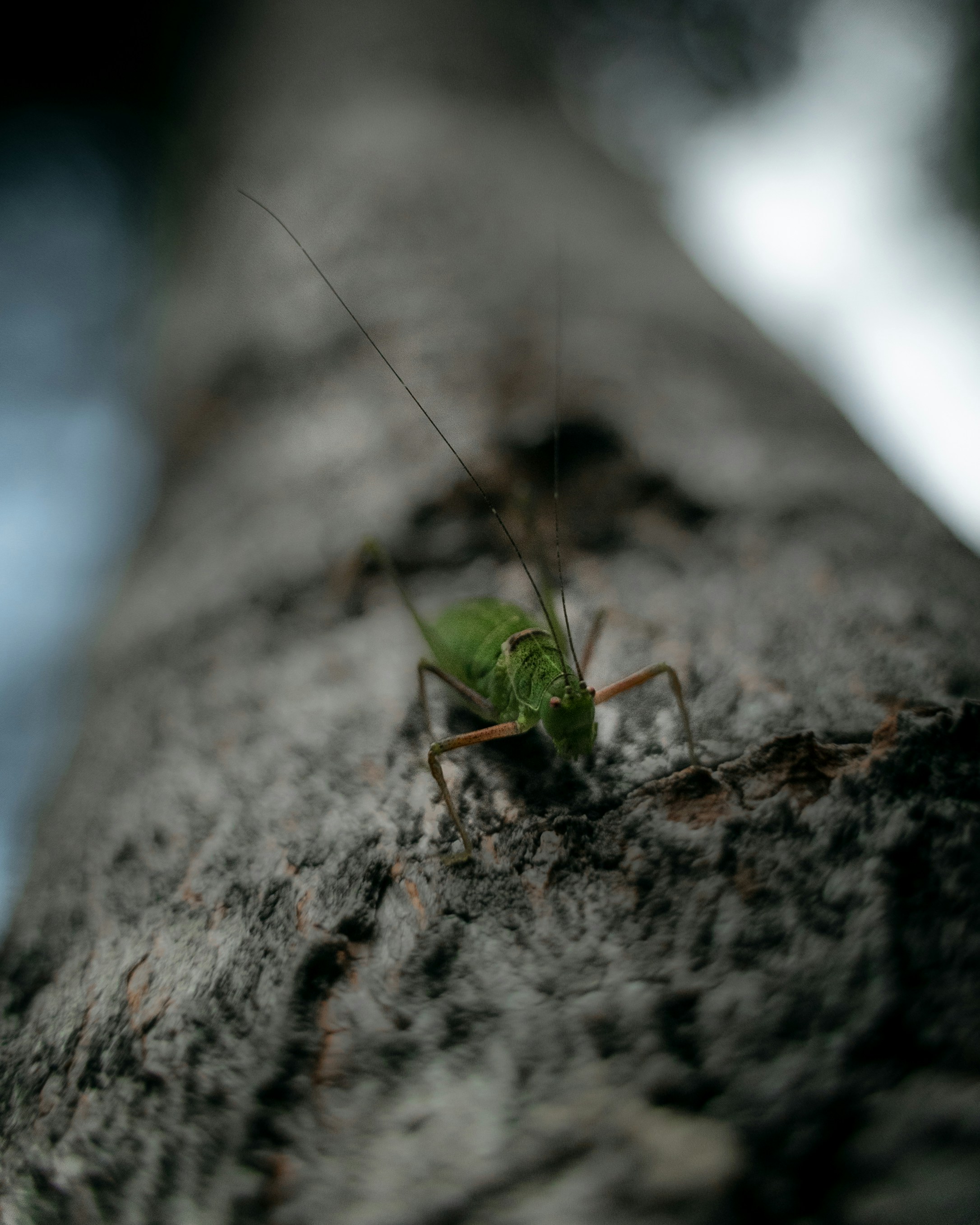 a green insect sitting on a tree branch