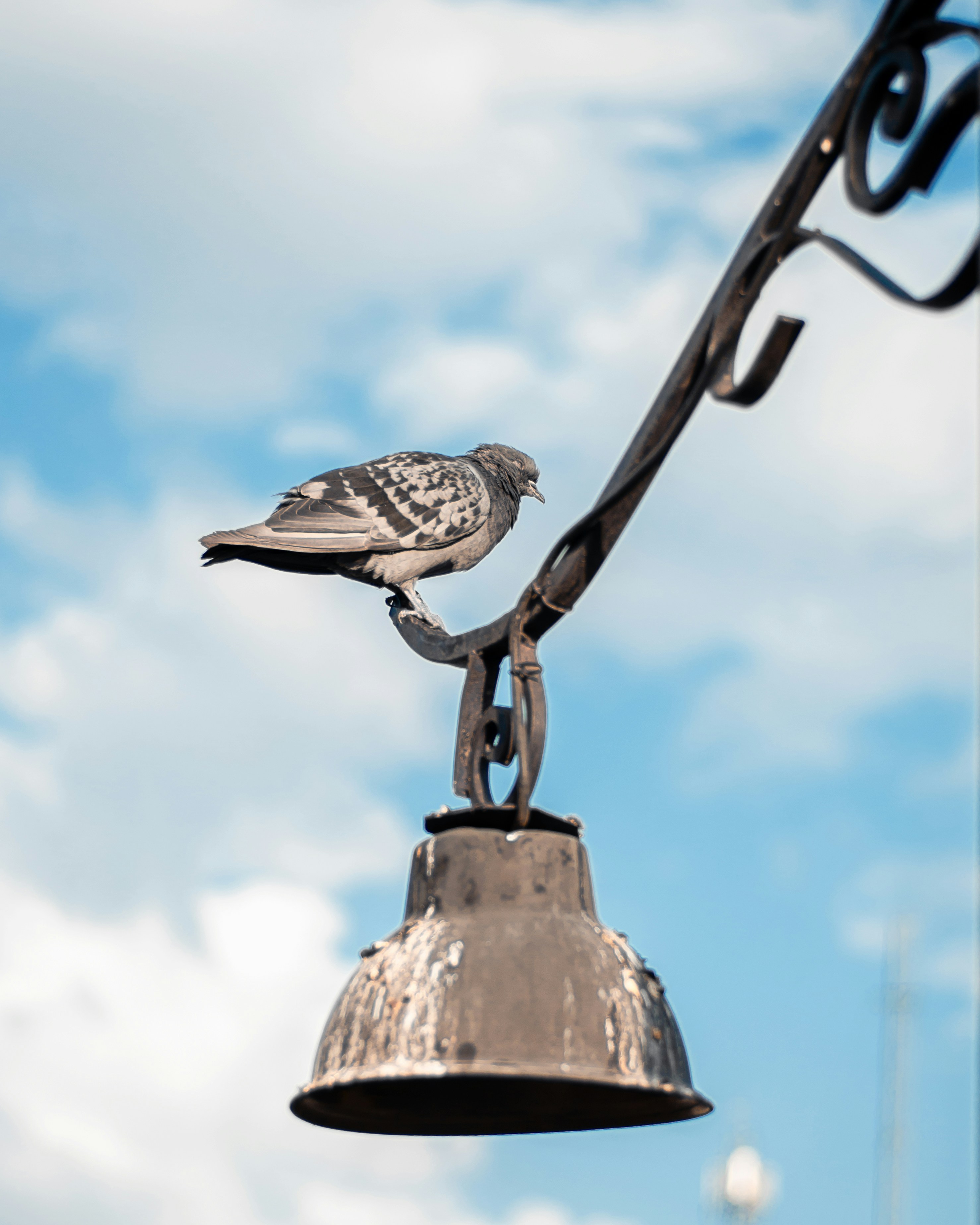 Perched on the Curved Arm: A Dappled Sparrow Graces a Rustic Lamp
