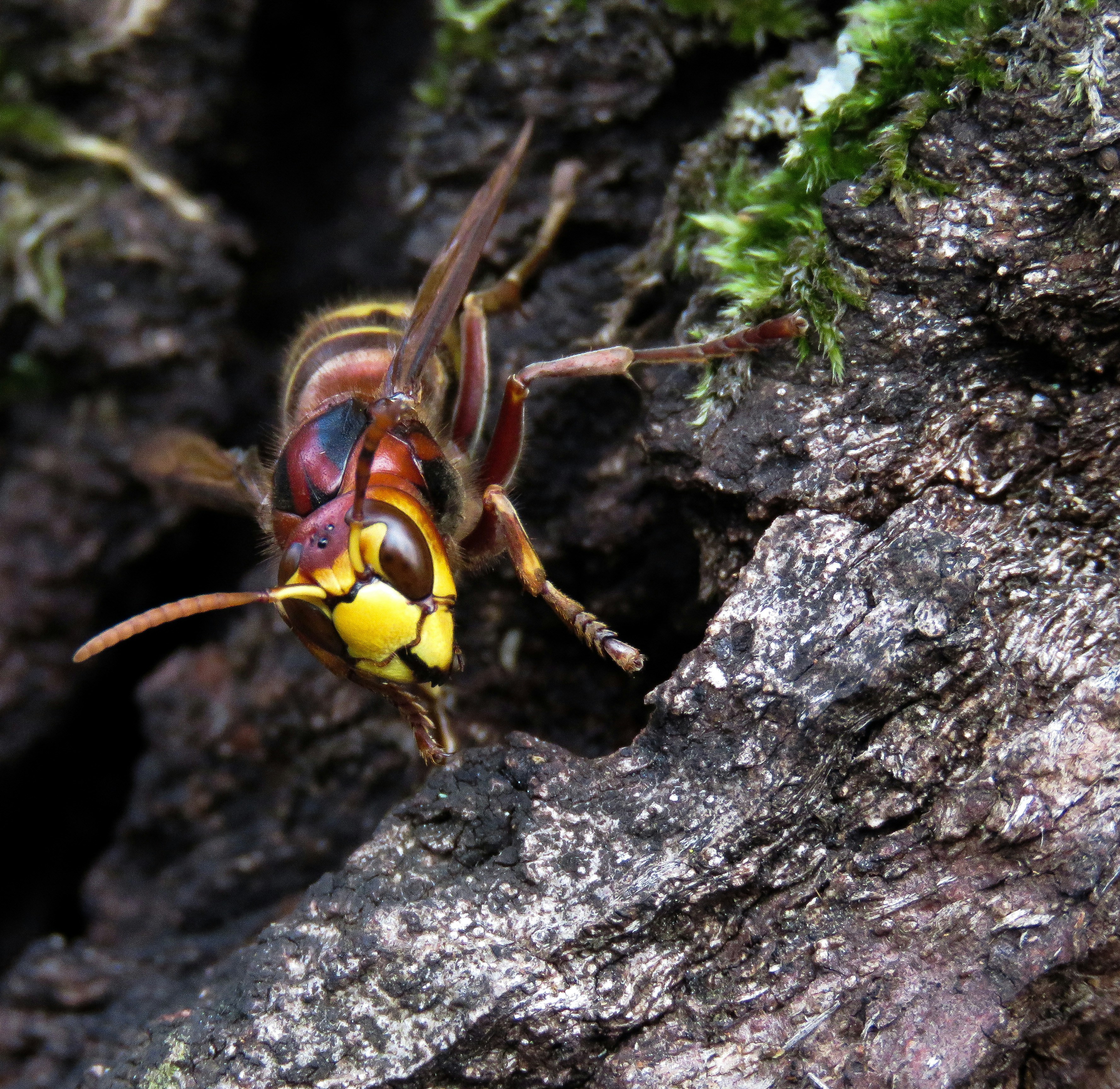Hornet on Mossy Bark: A Macro Portrait of Color and Texture