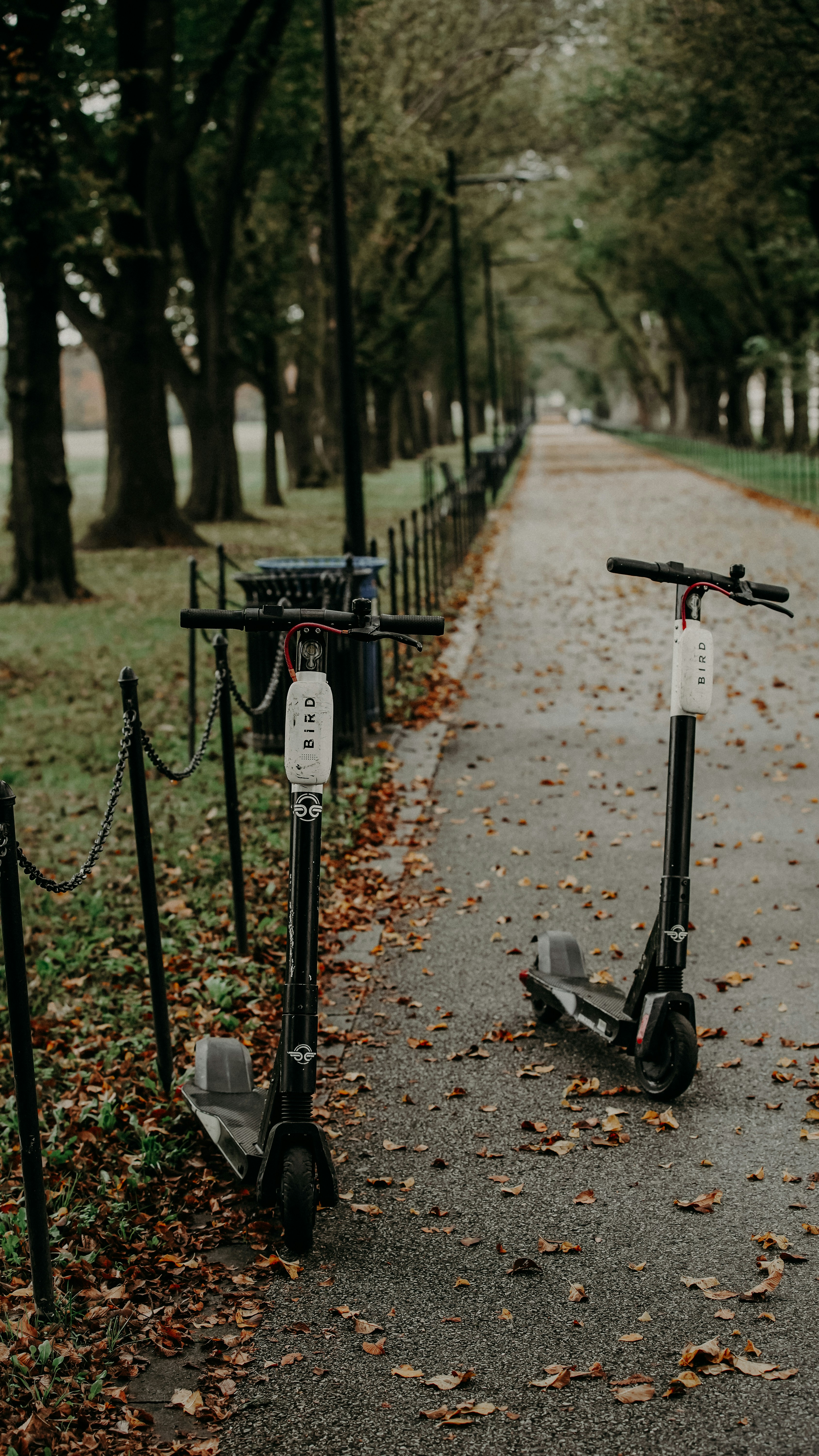 Autumnal Avenue: Two Bird Scooters Poised Along a Quiet Park Path