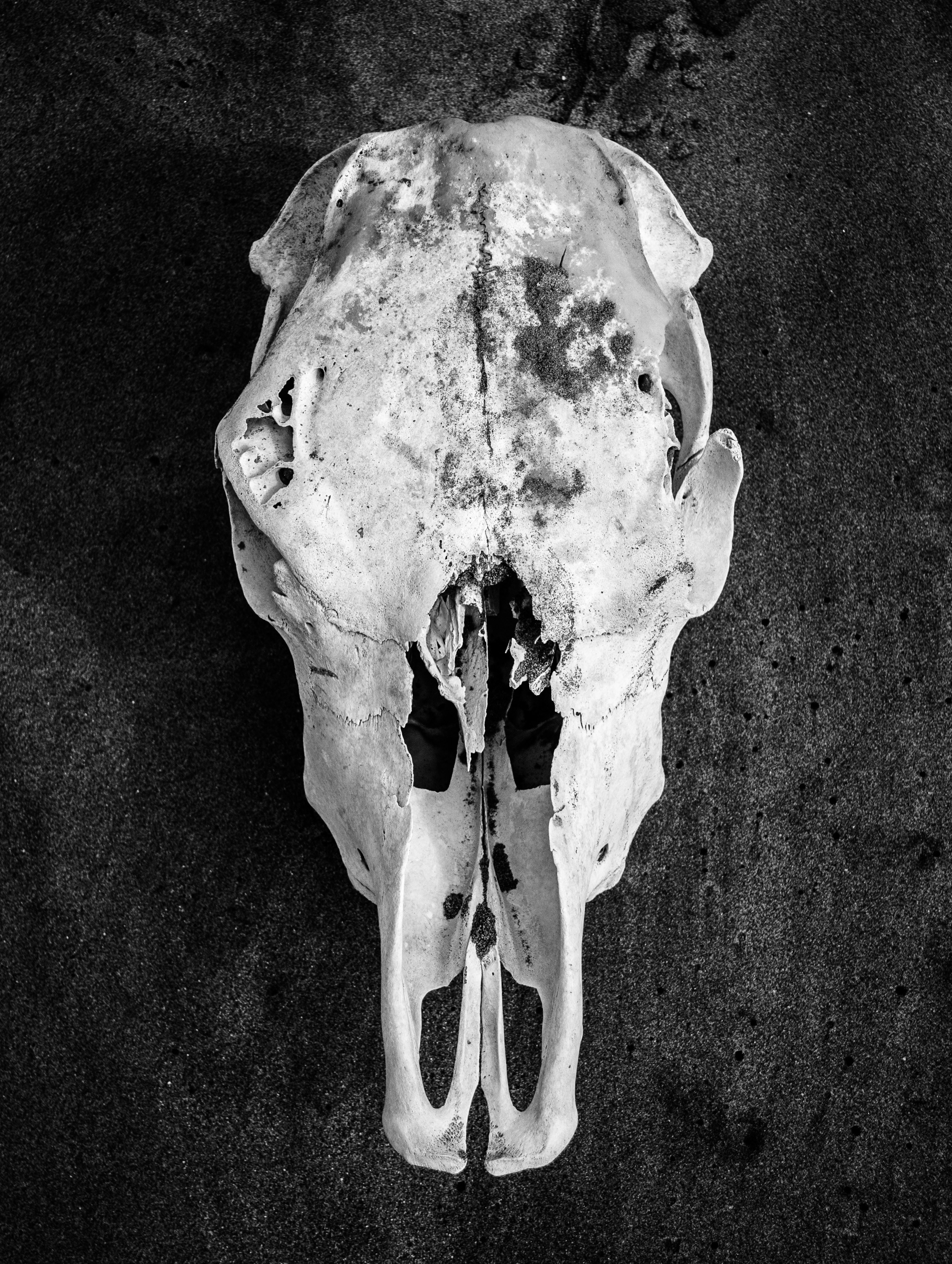 Intricate whale skull resting on dark sand, revealing the mysteries of marine life. The monochrome tones enhance the skeletal details.