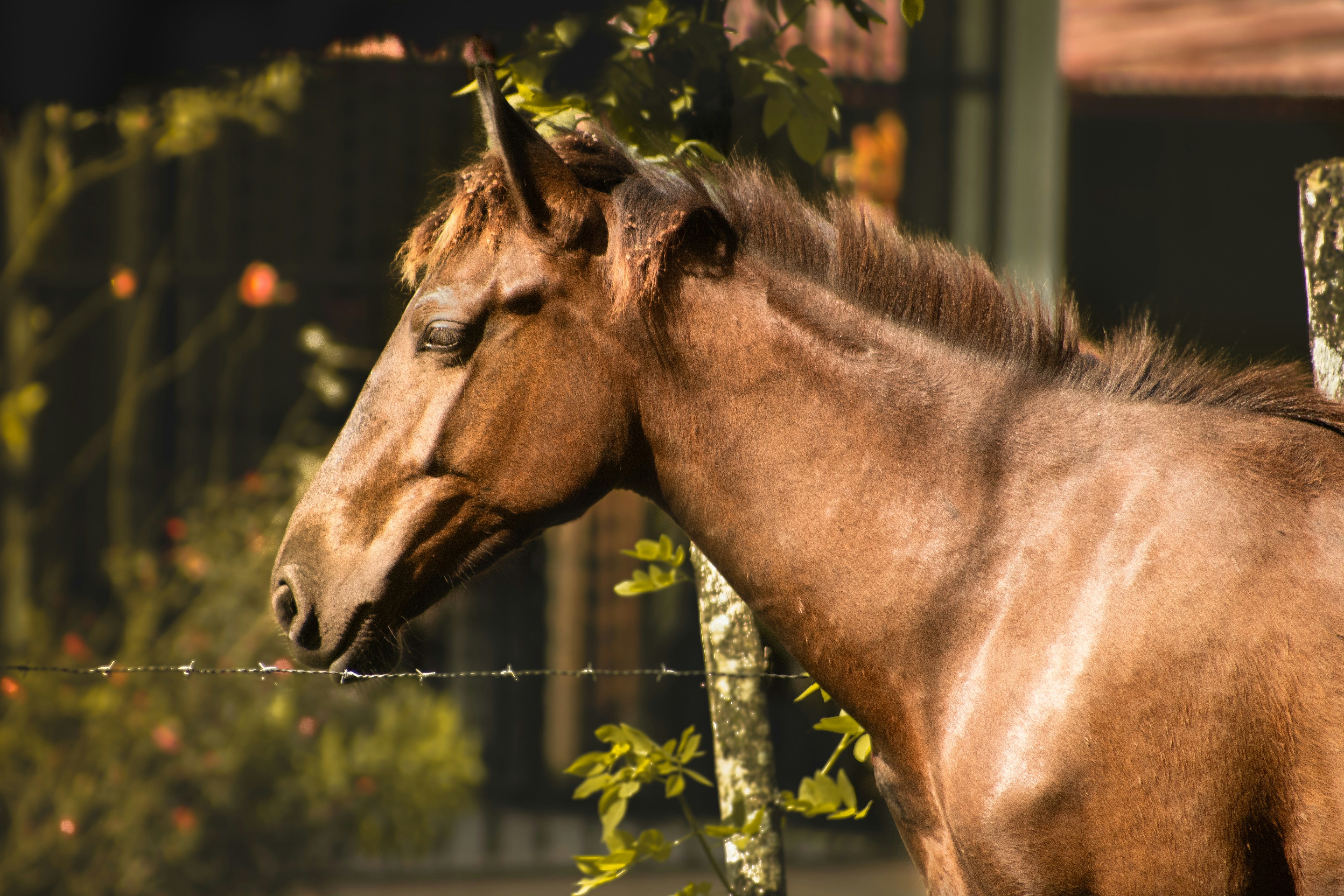 Sunlit Profile by the Fence: A Horse in Quiet Afternoon