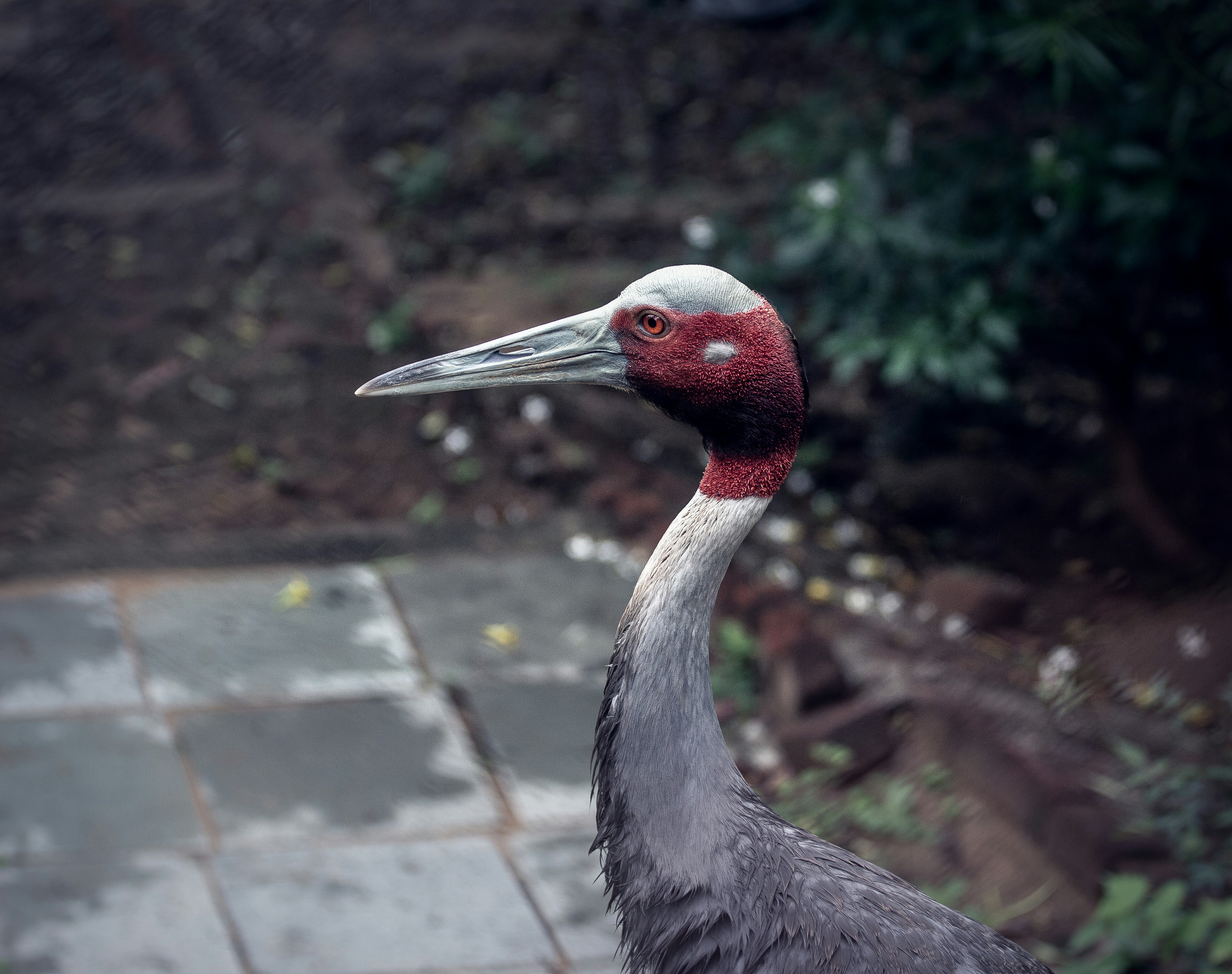 A close up of a bird with a blurry background photo – Free Indroda ...