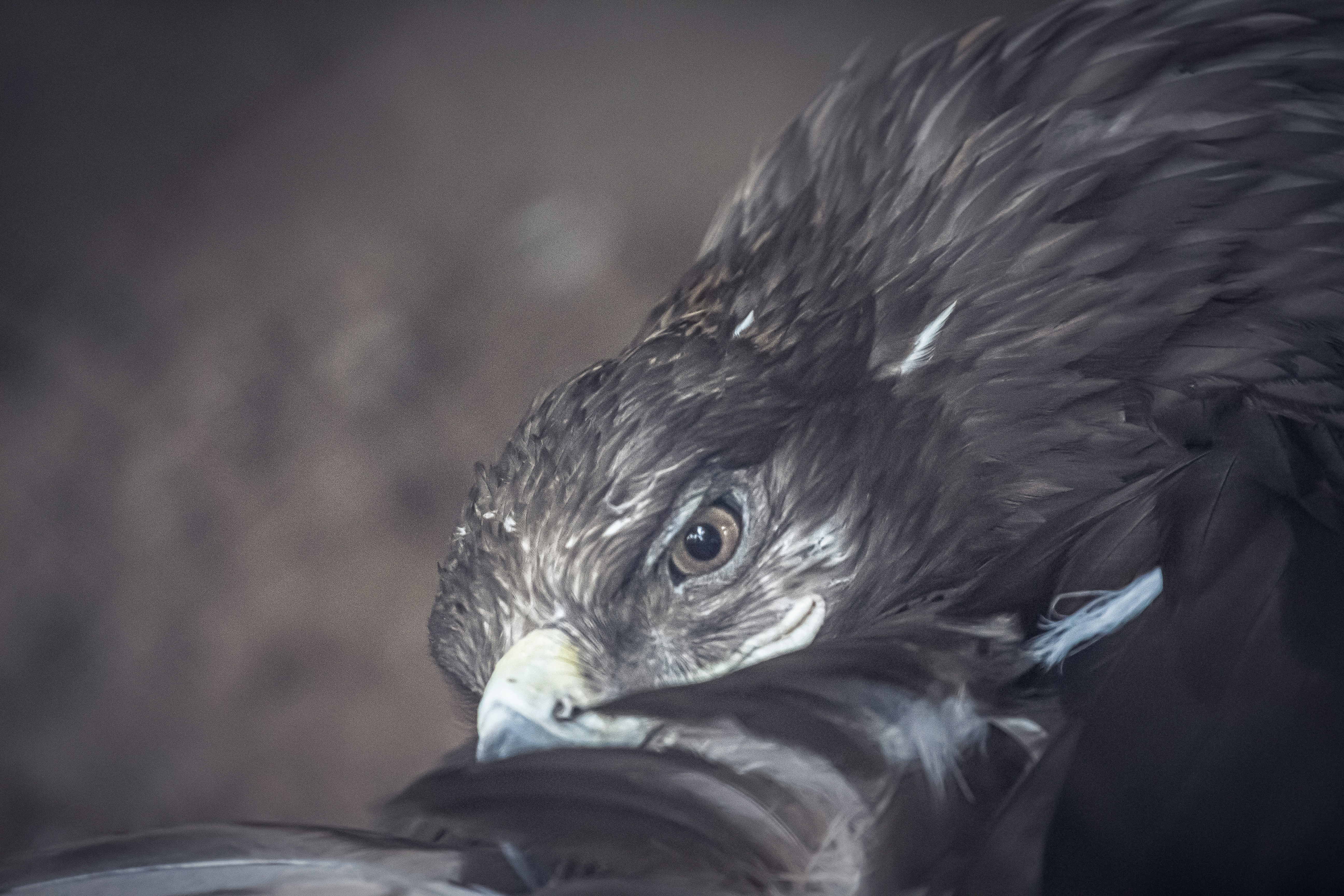 close of up Steppe Eagle