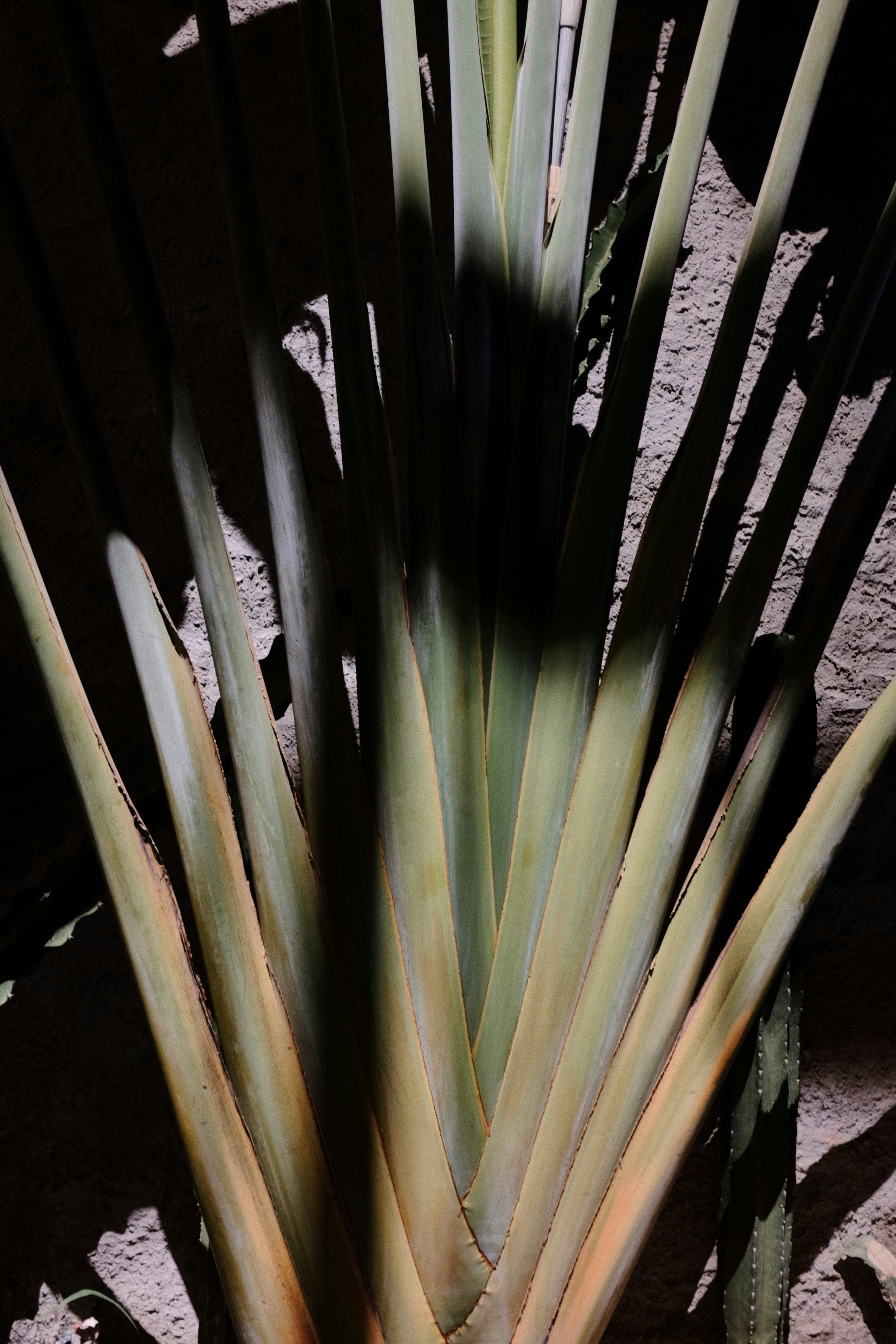 a close up of a plant with long green leaves