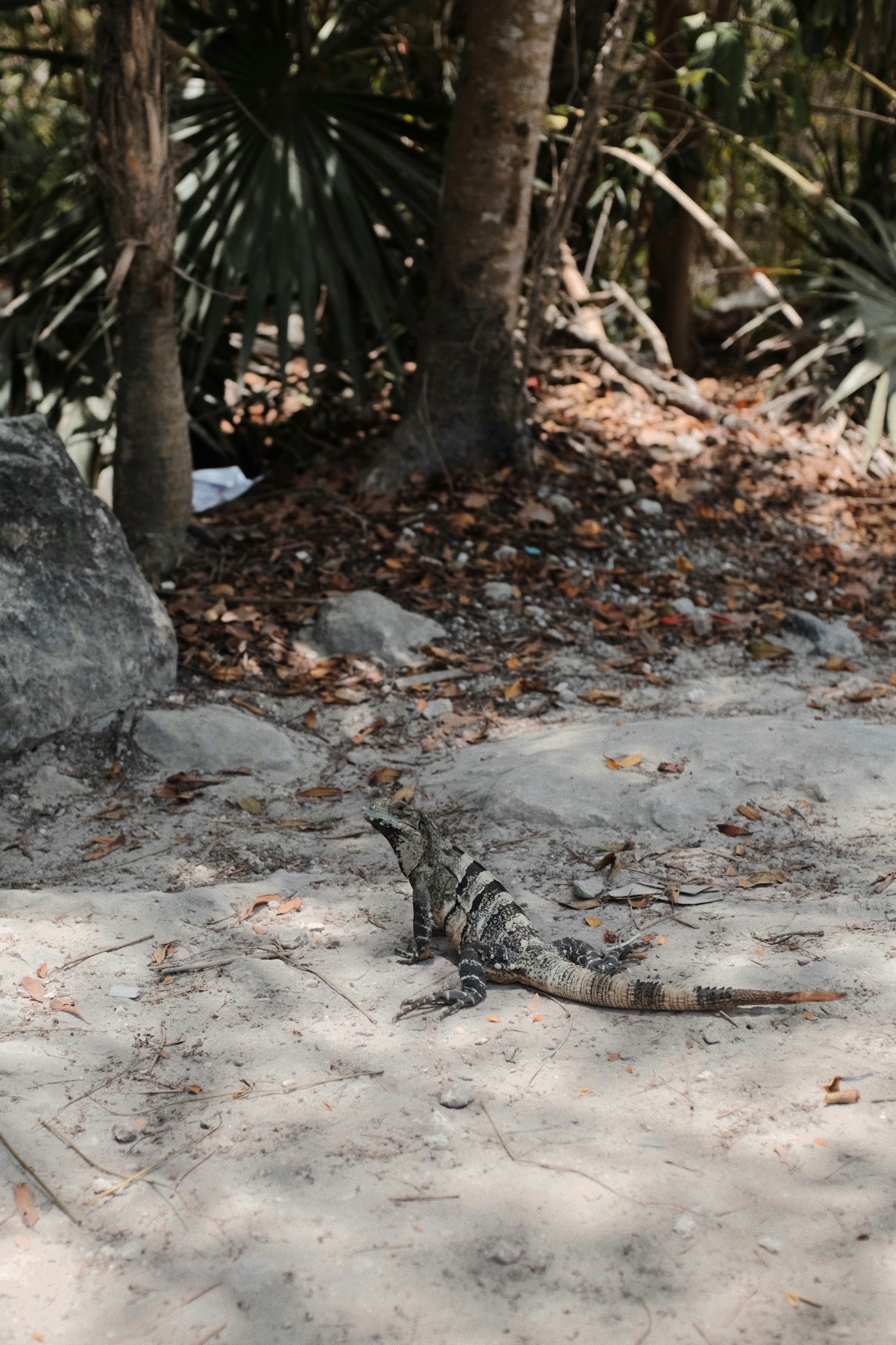 Stripes in the Sun: a lone lizard on a sandy trail beneath palm shadows