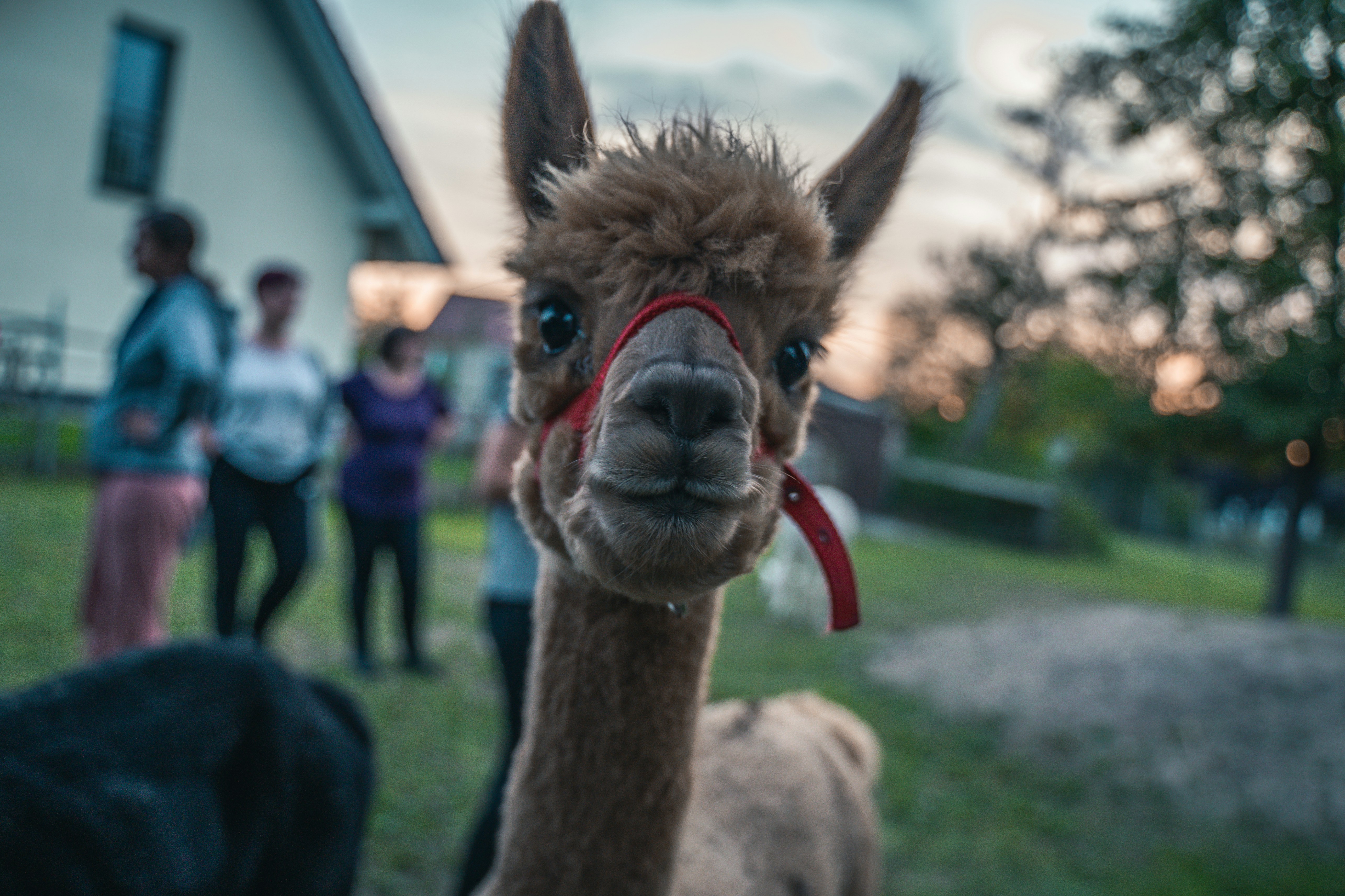 Close Encounter with a Curious Alpaca: A Friendly Gaze at Dusk