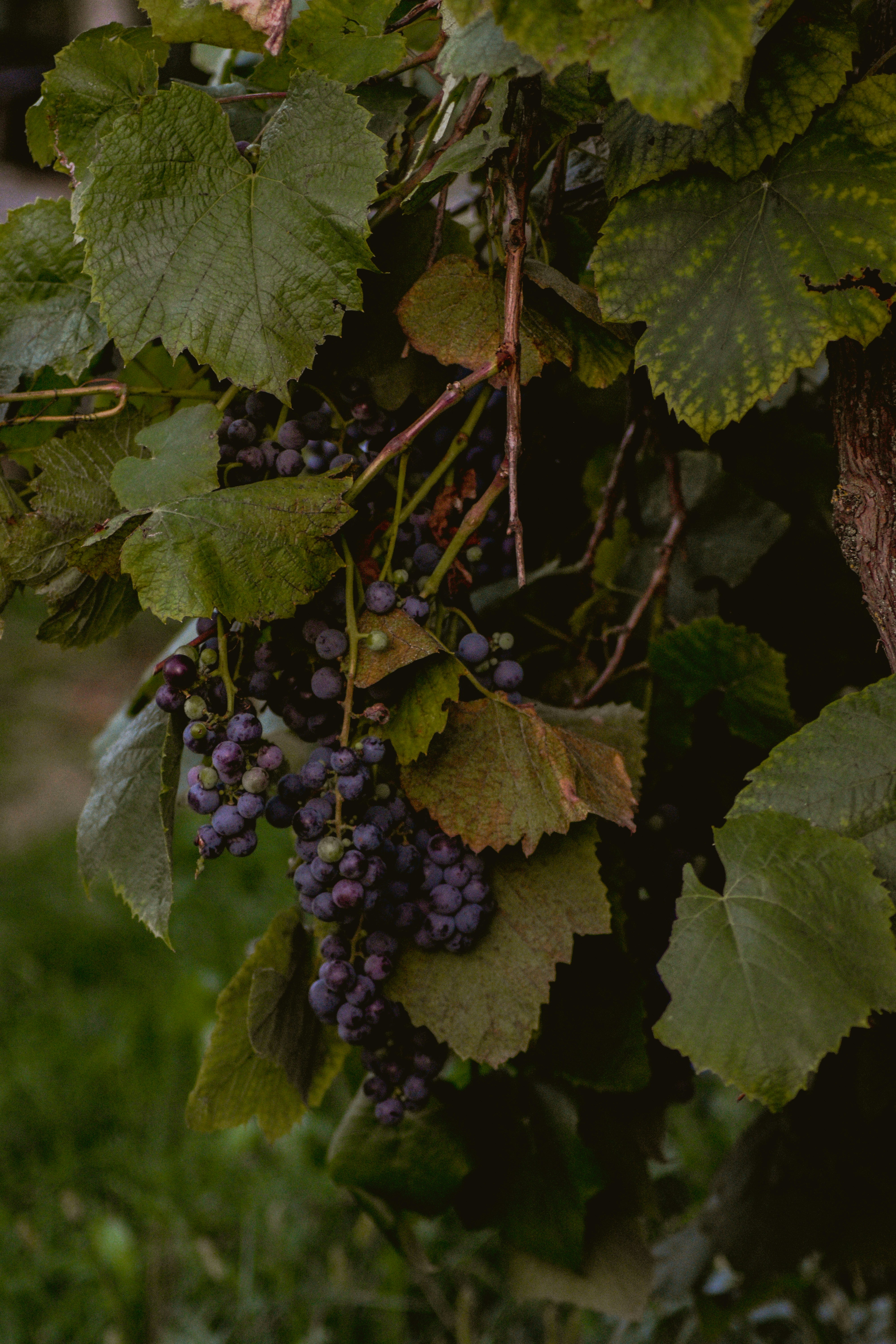 Clusters of ripe grapes nestled among lush green leaves, showcasing the beauty of nature's bounty.