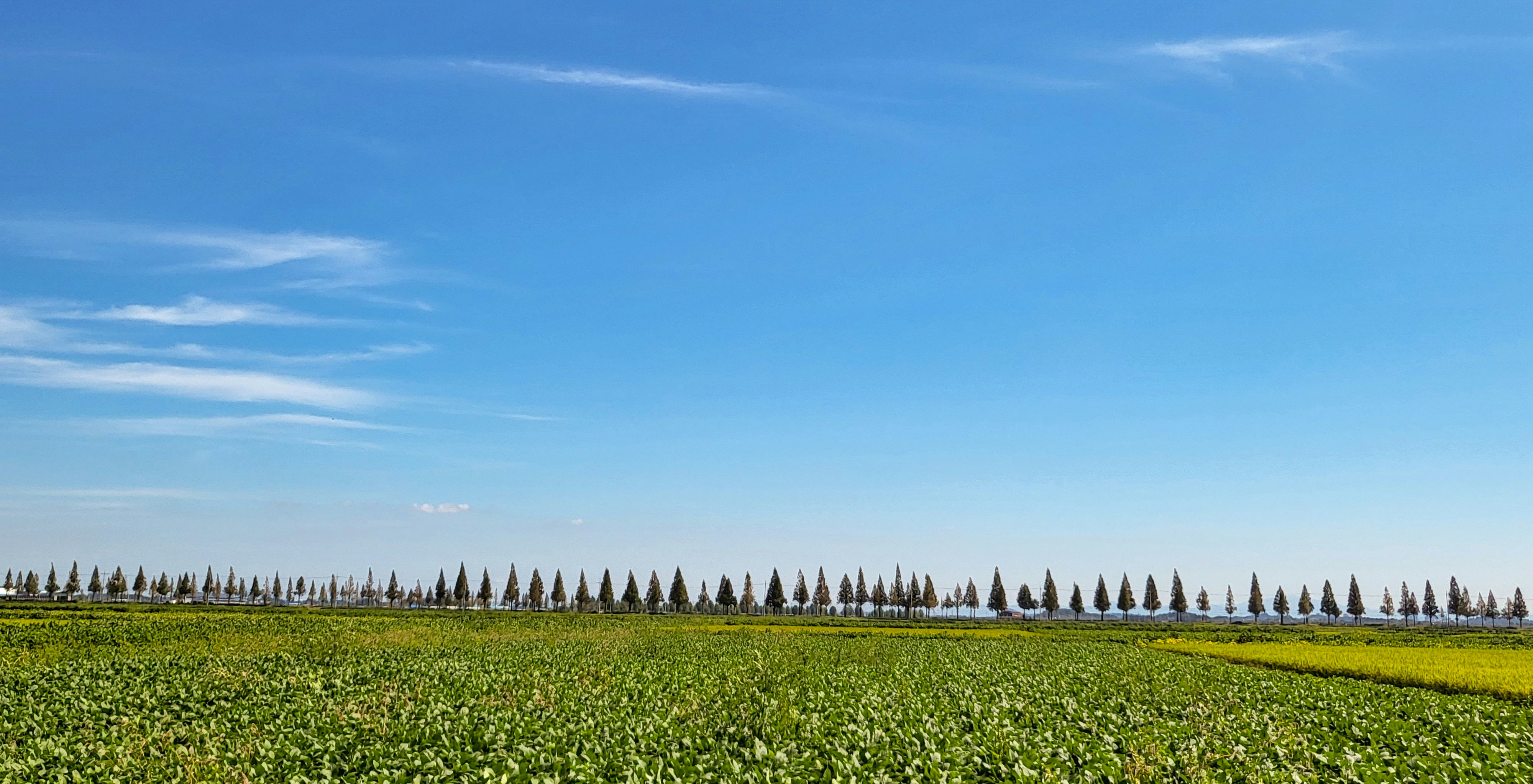 A field of crops with trees in the background photo – Free Blue Image ...