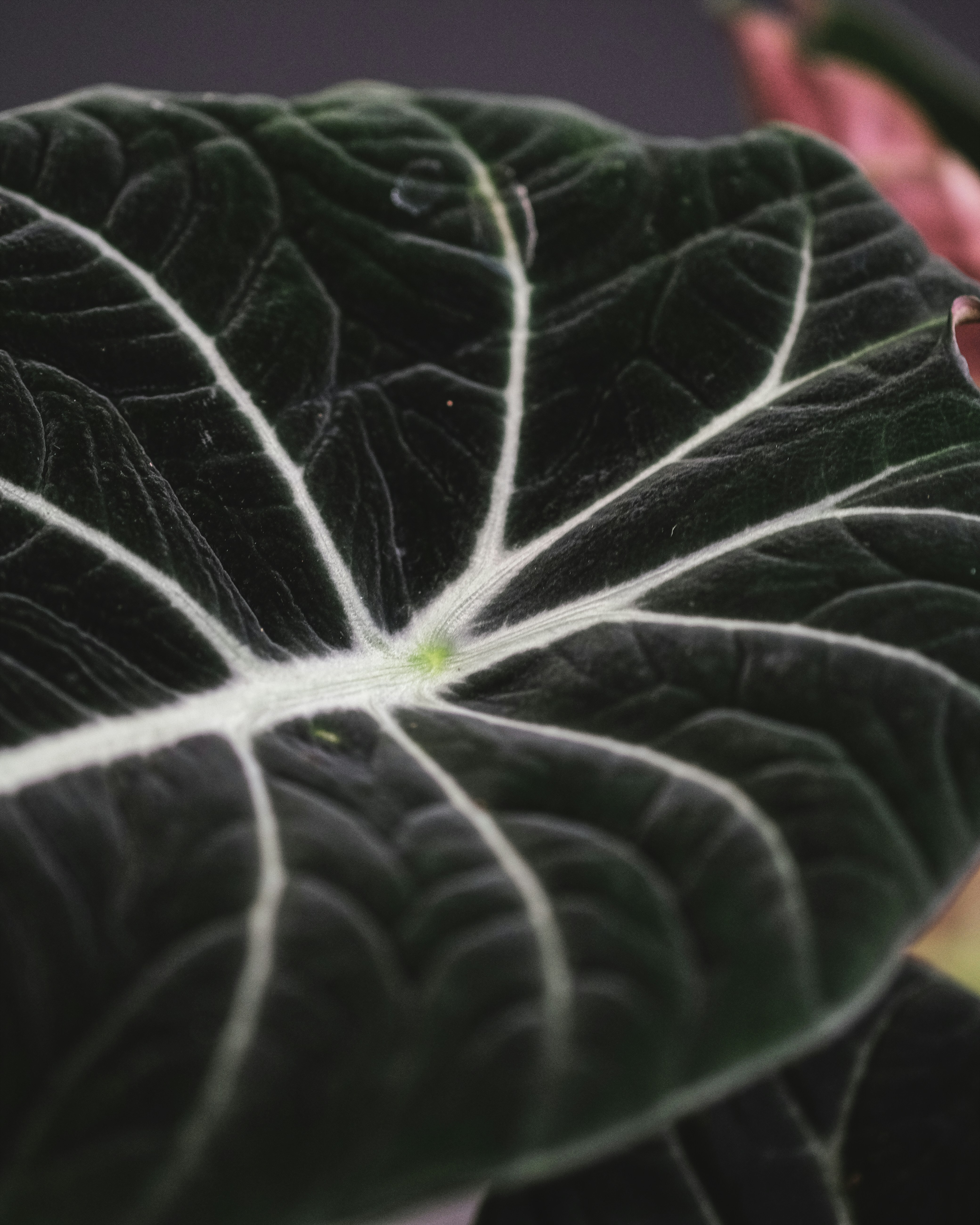 Close-up of a dark green leaf showcasing intricate vein patterns against a soft-focus background. The natural textures and colors highlight the beauty of botanical details.