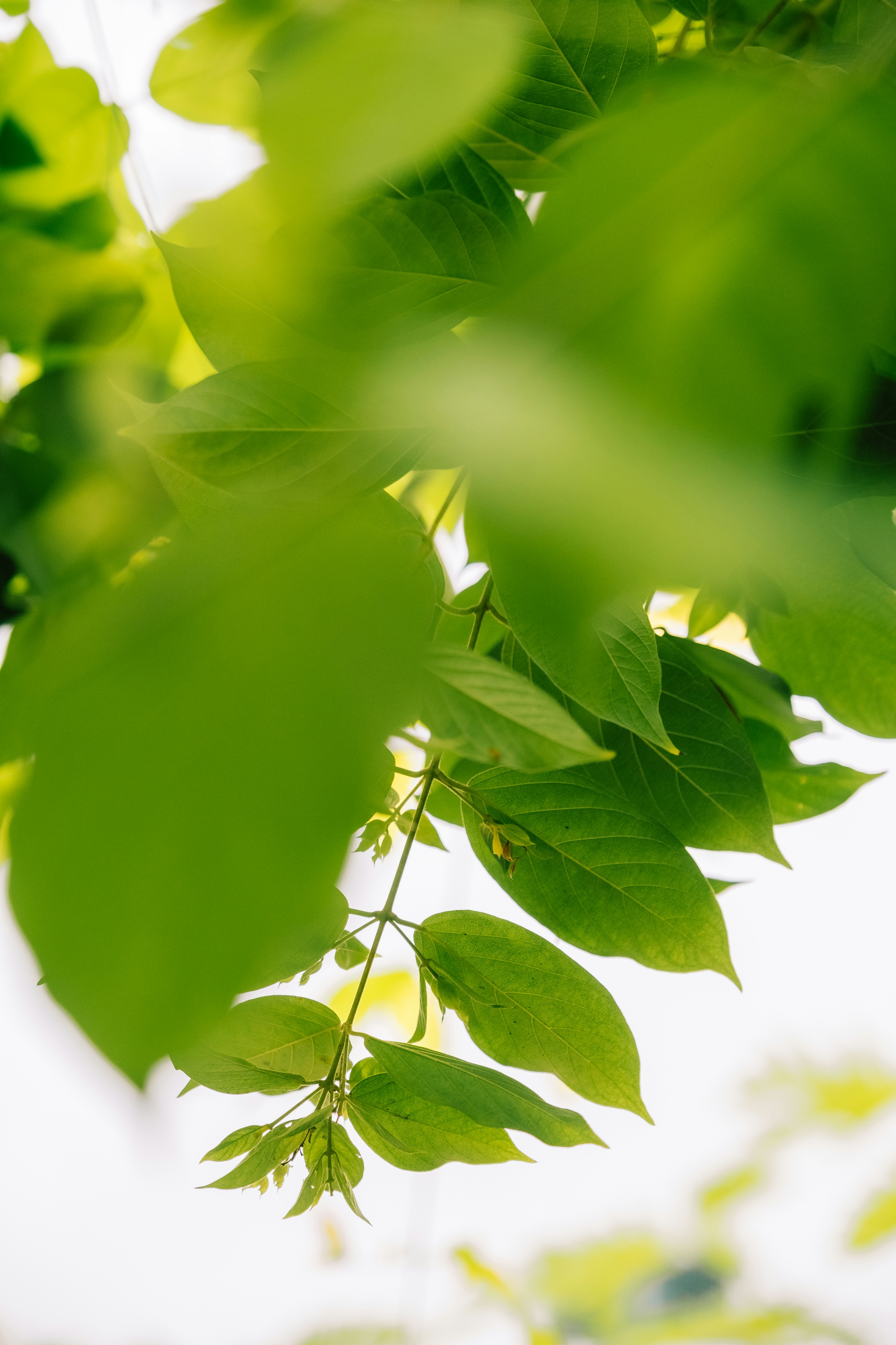 A close up of a green leafy tree photo – Free Green Image on Unsplash