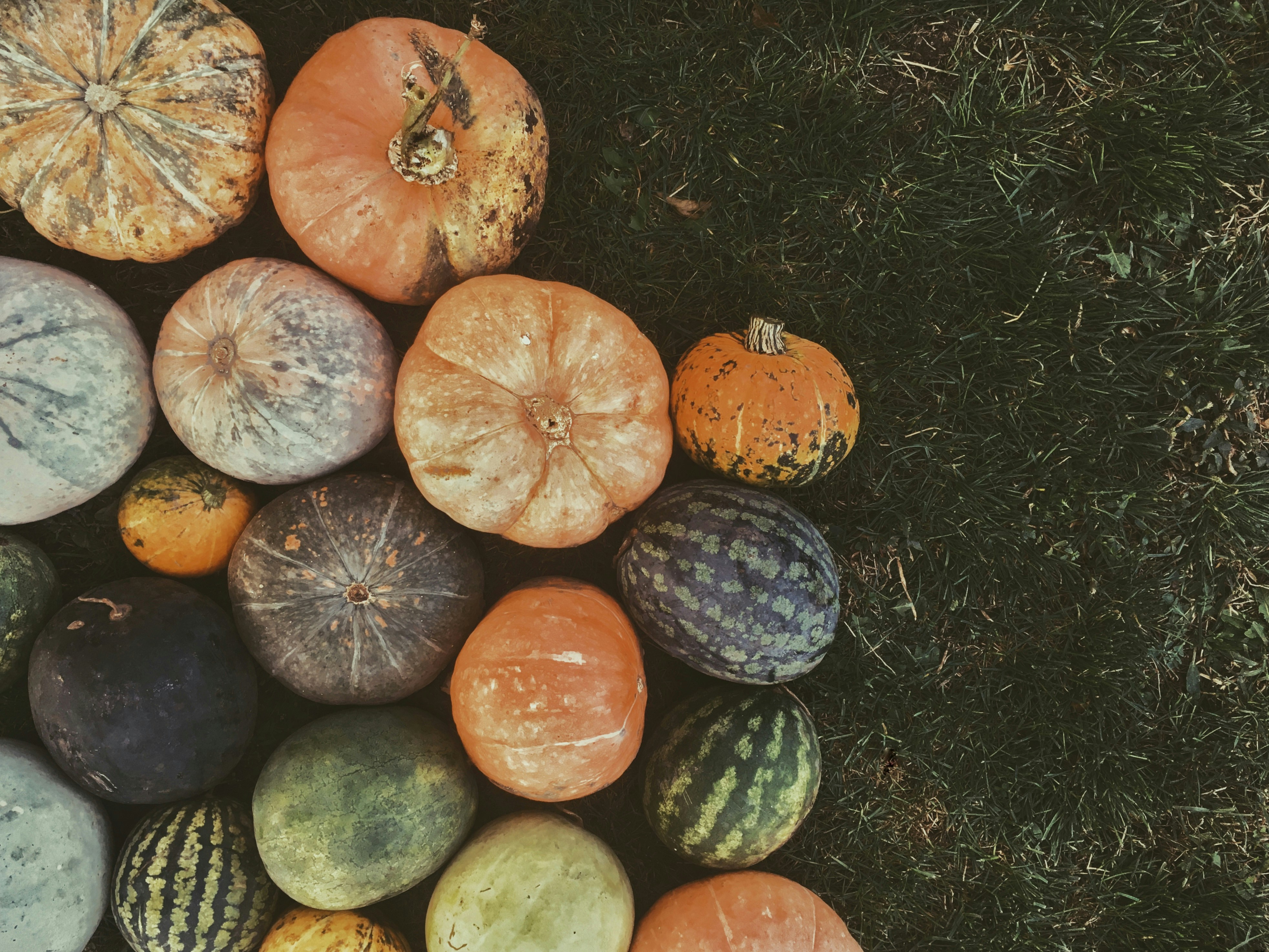 Harvest Mosaic: Pumpkins and Gourds Form a Cozy Still-Life on Mossy Grass