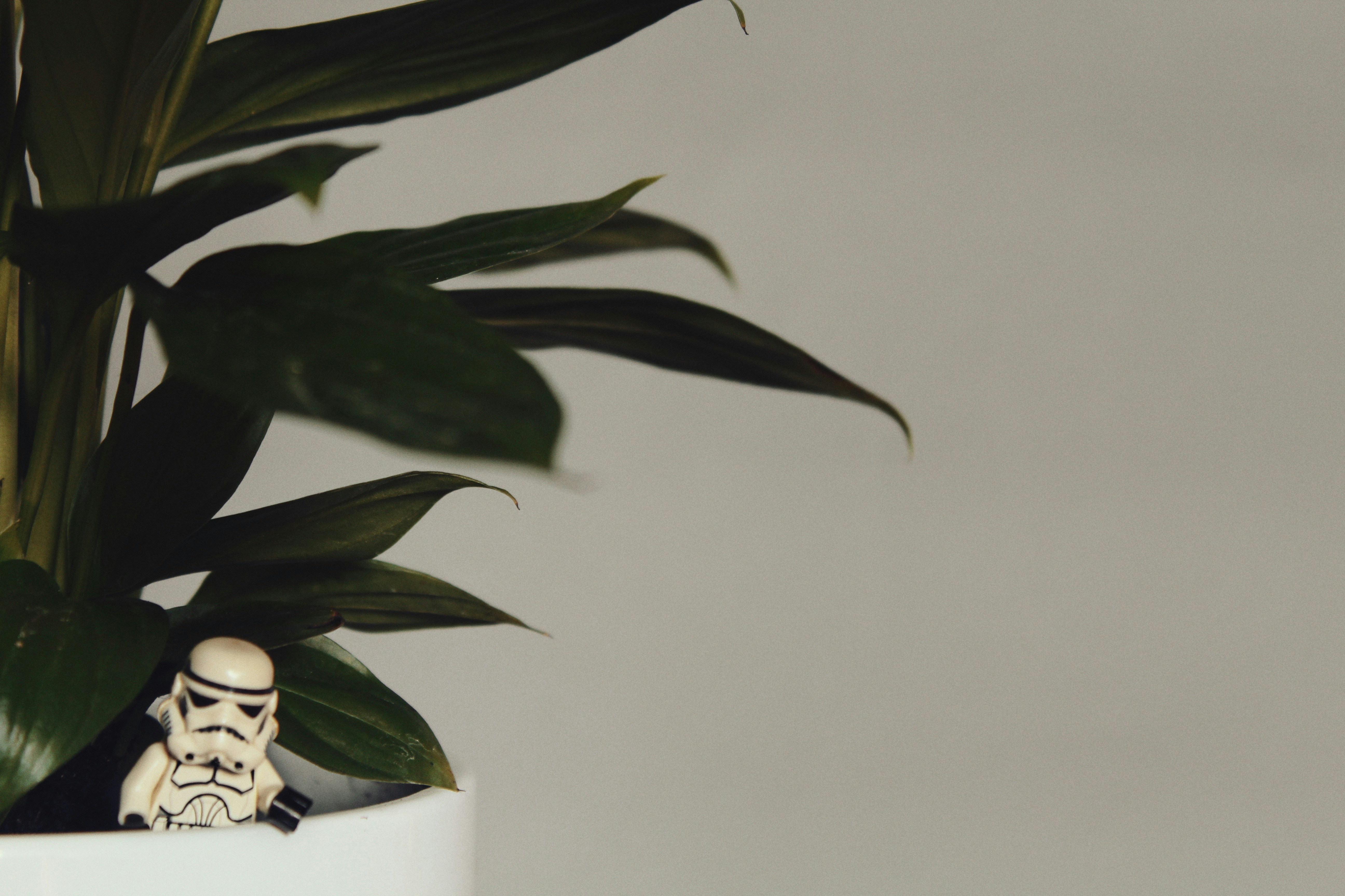 I was taking care of my peace lily 🌱 and I saw someone suspicious 👀