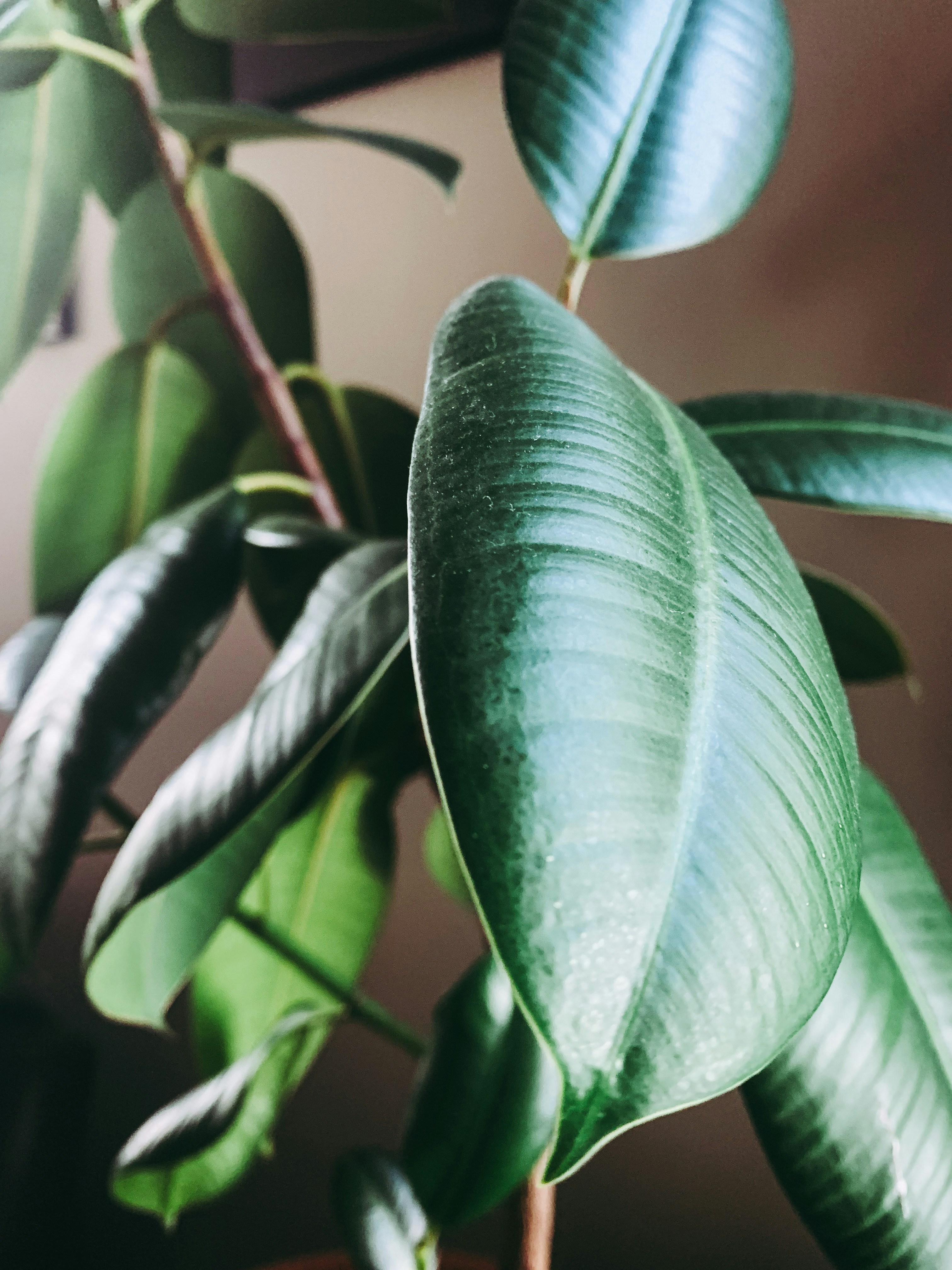 A close up of a plant with green leaves photo – Free Logan square Image ...