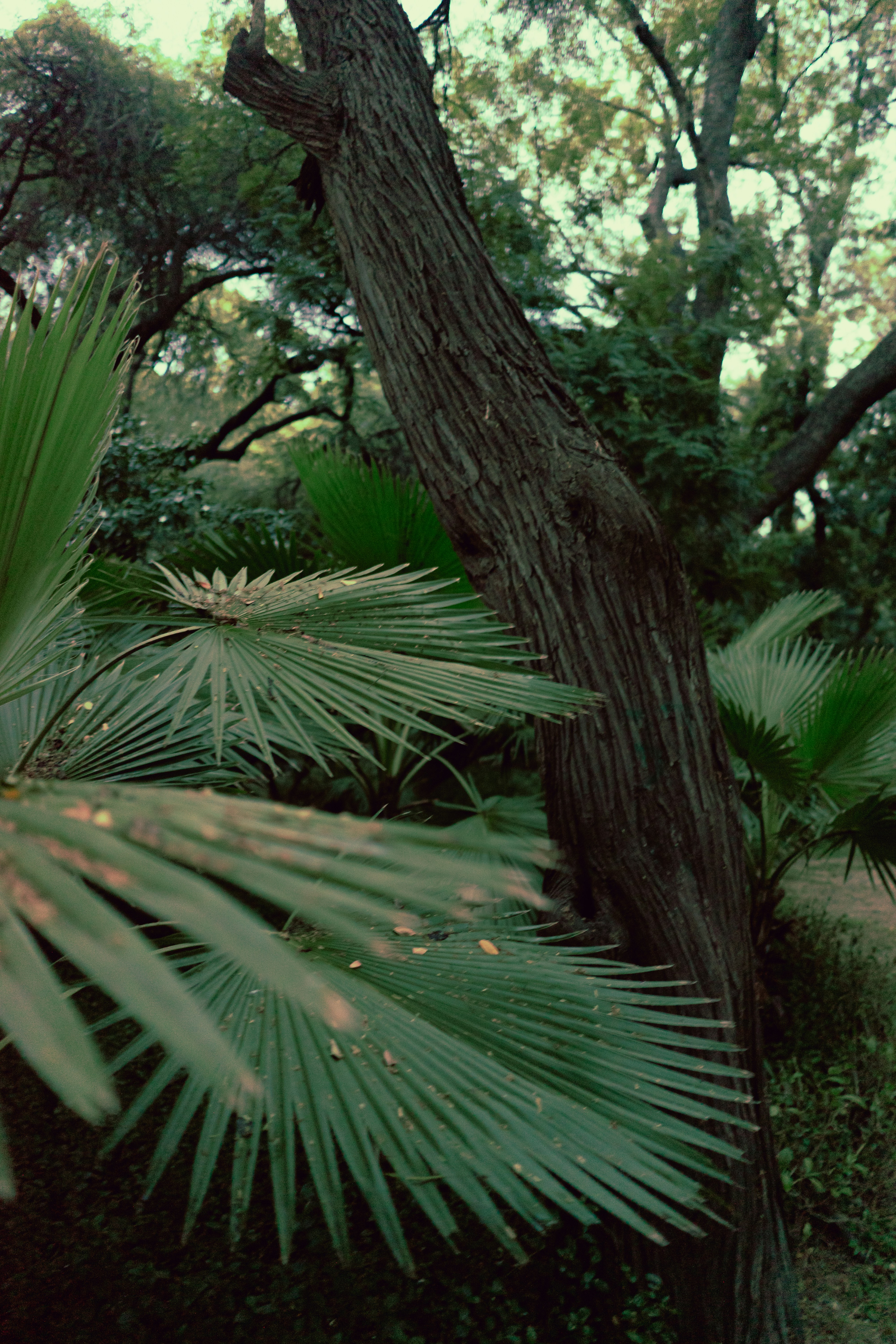 Lush green palm fronds framing a textured tree trunk in a dense forest setting. The interplay of light and shadow creates a serene atmosphere.