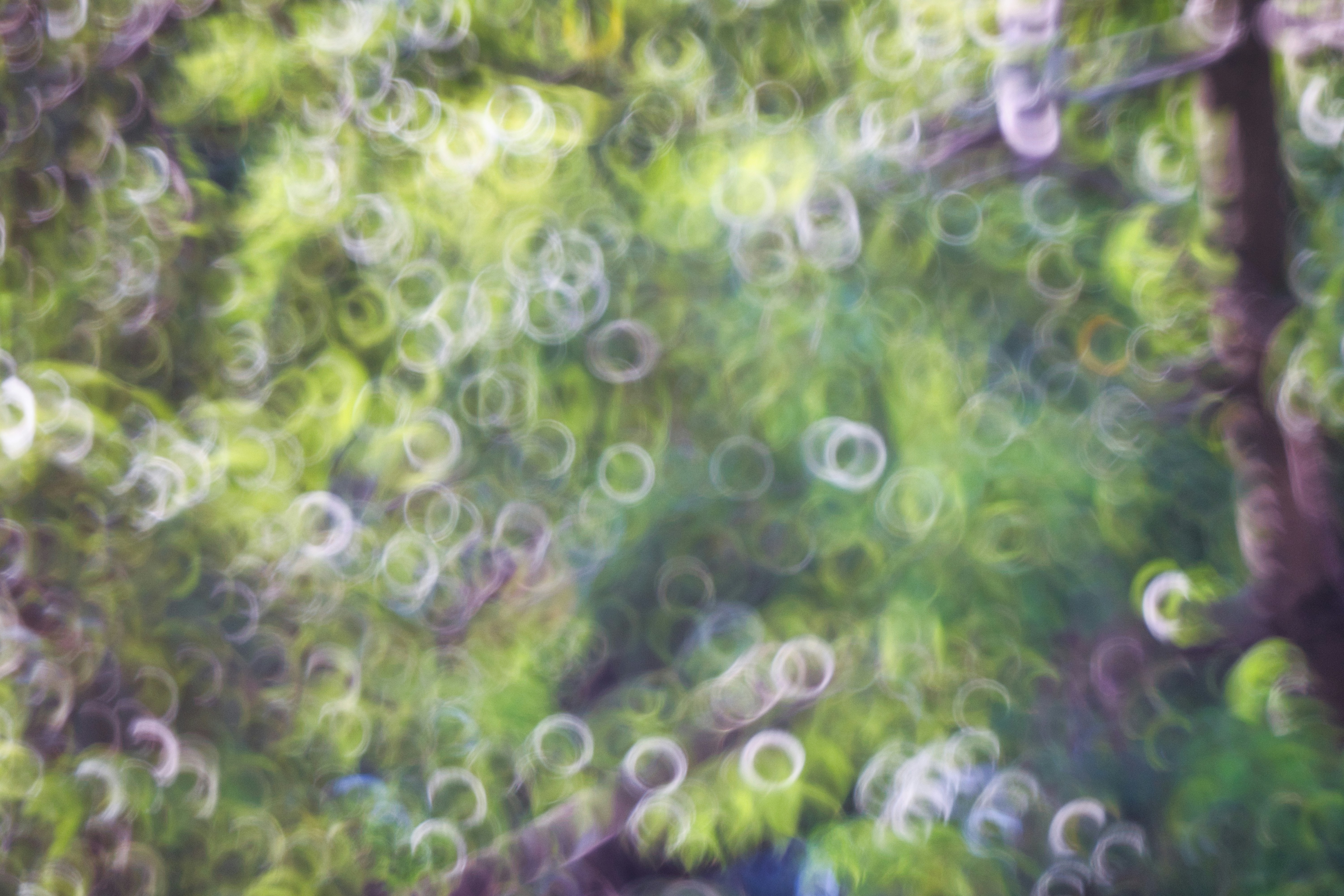 Circles in the Canopy: A Green Forest Bokeh