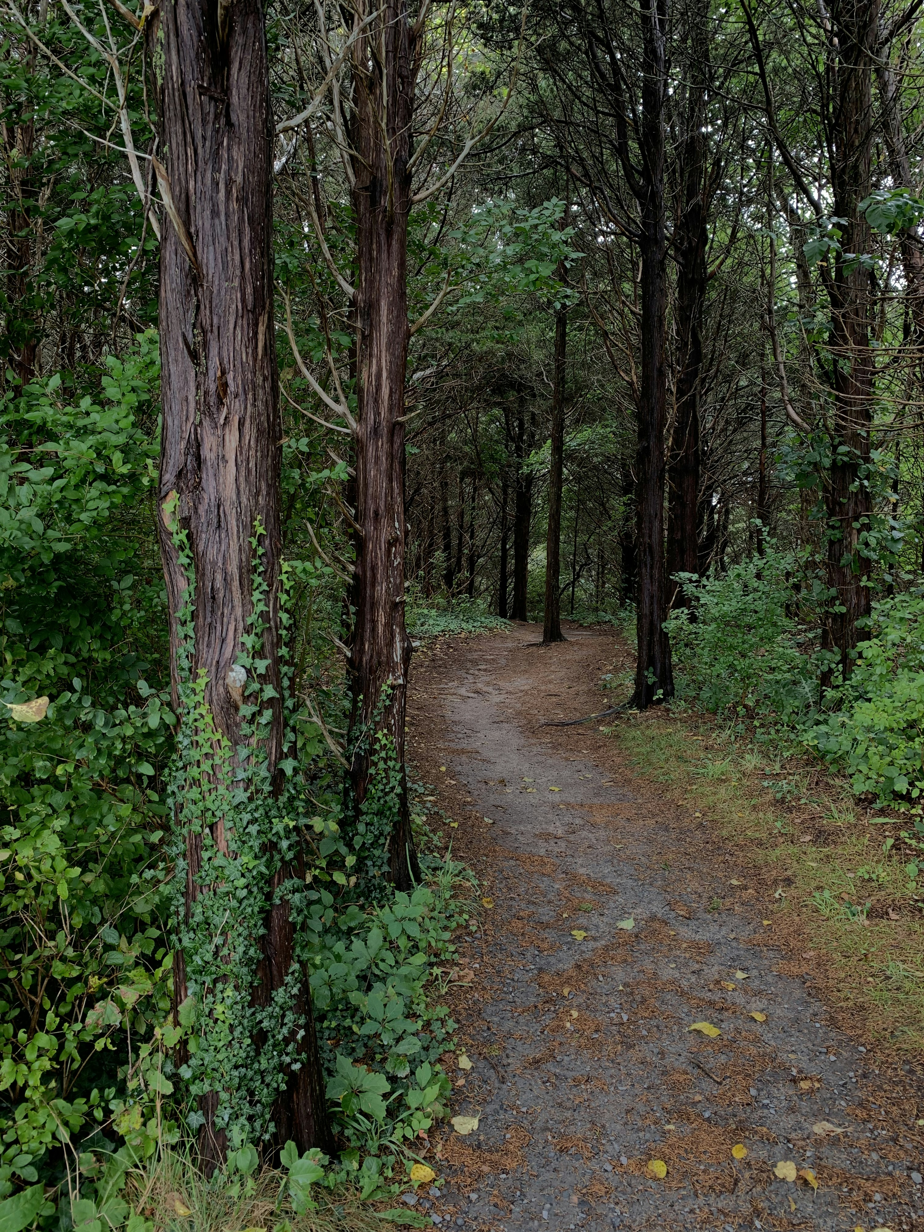 A dirt path in the middle of a forest photo – Free Great smoky ...