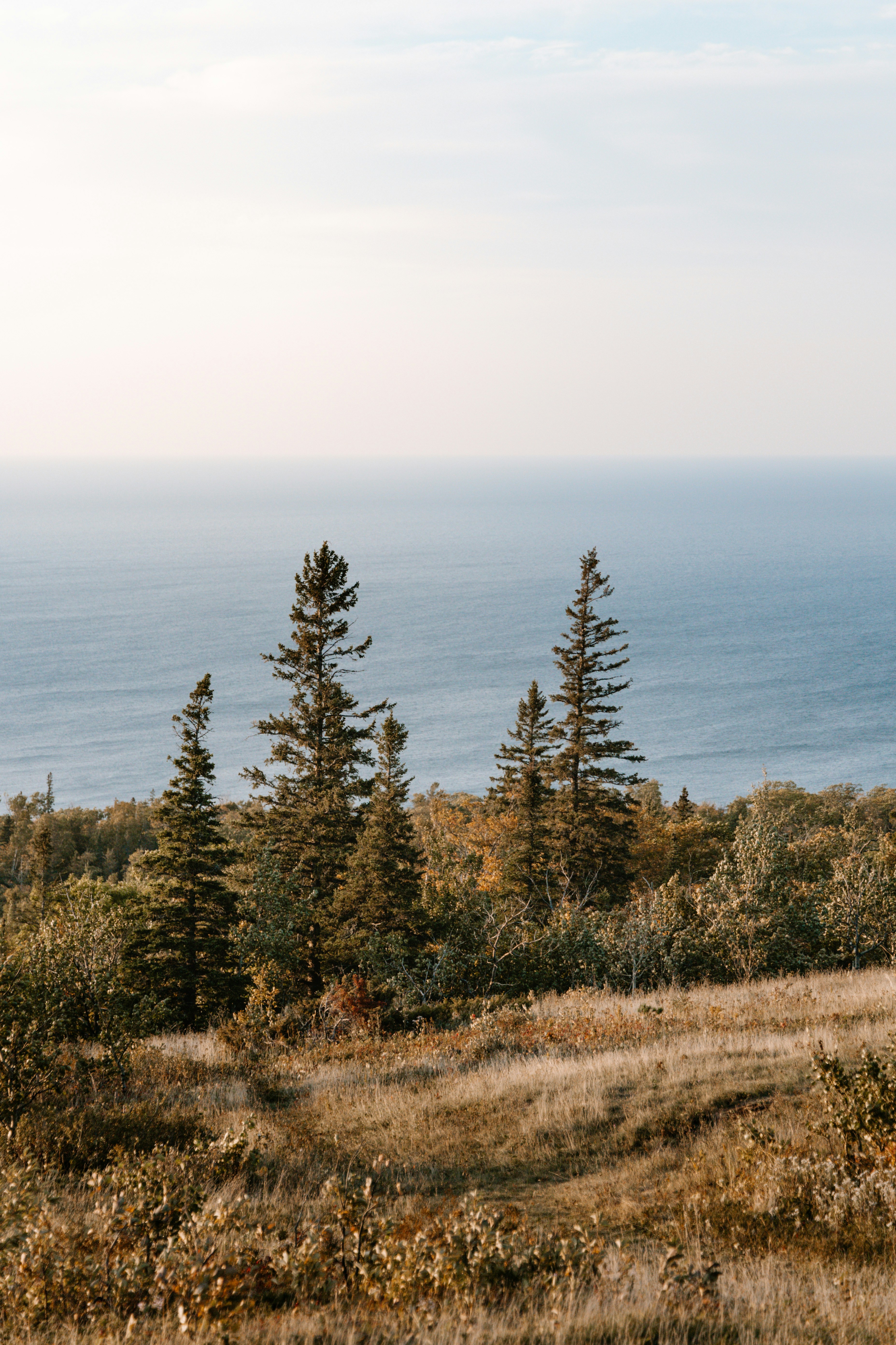 Un champ herbeux avec des arbres et un plan d’eau en arrière-plan photo ...