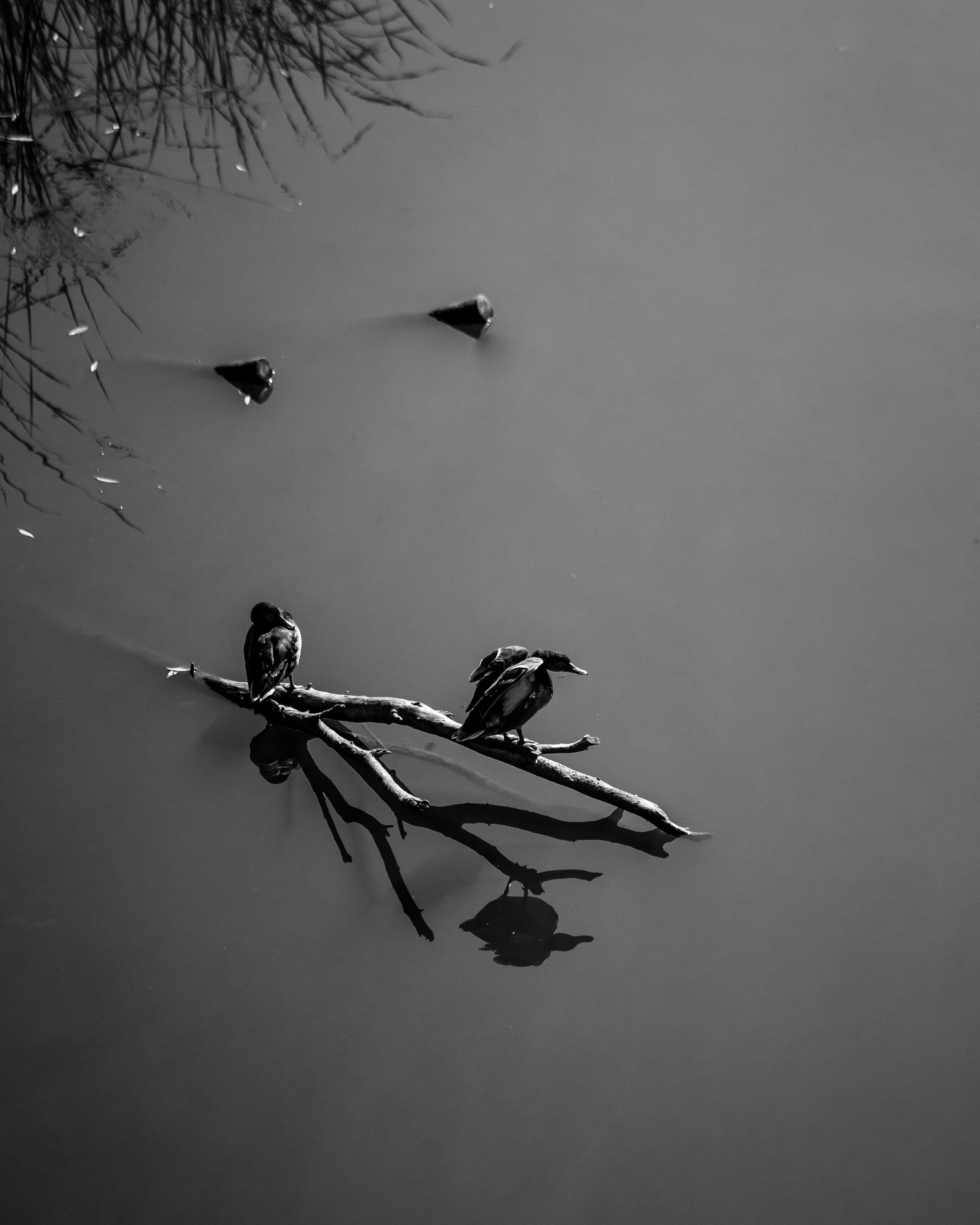 Tangled Driftwood and Silent Birds on a Moonlit Pond