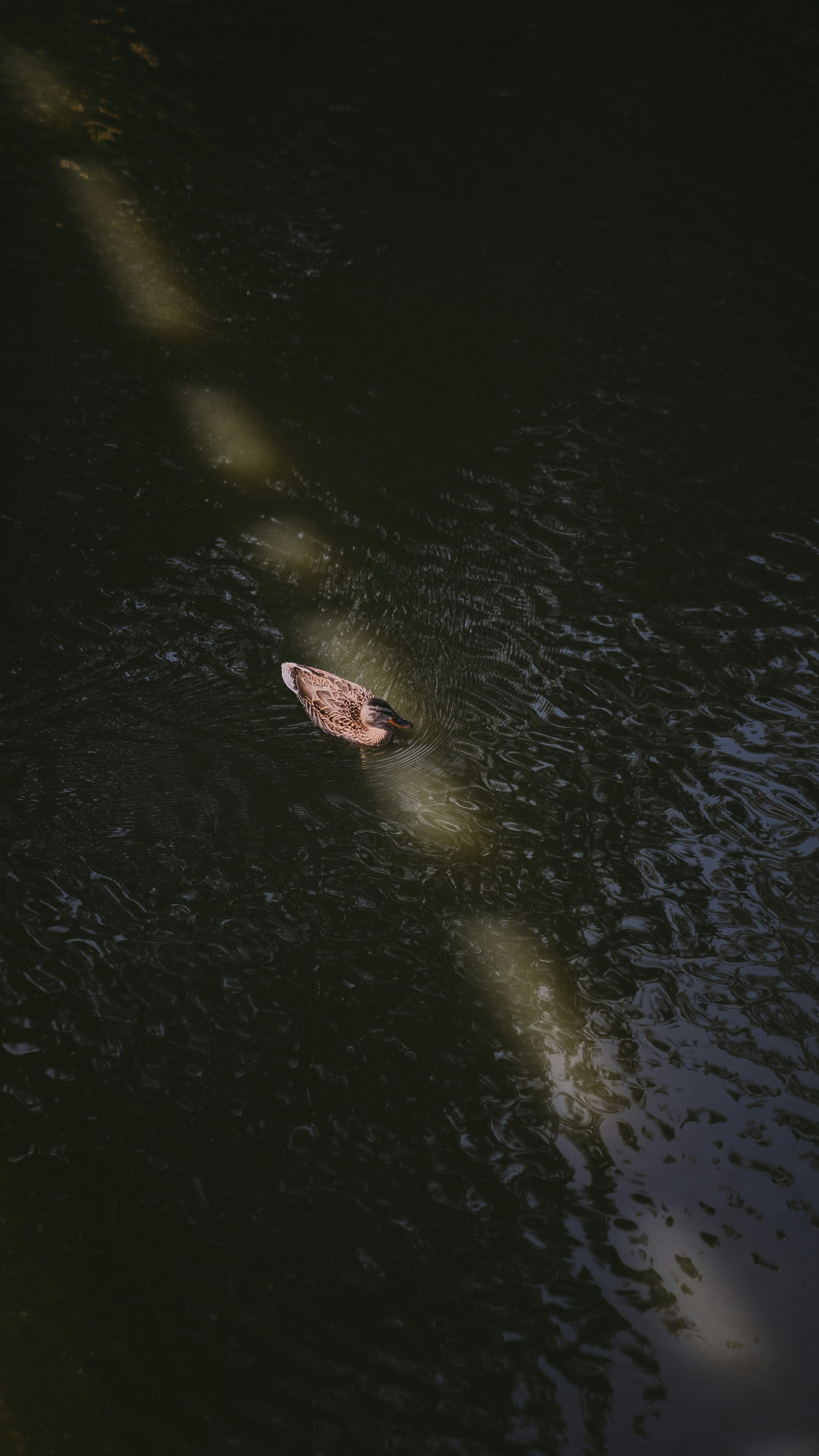 Solitary Duck Under Diagonal Sunbeams on a Quiet River