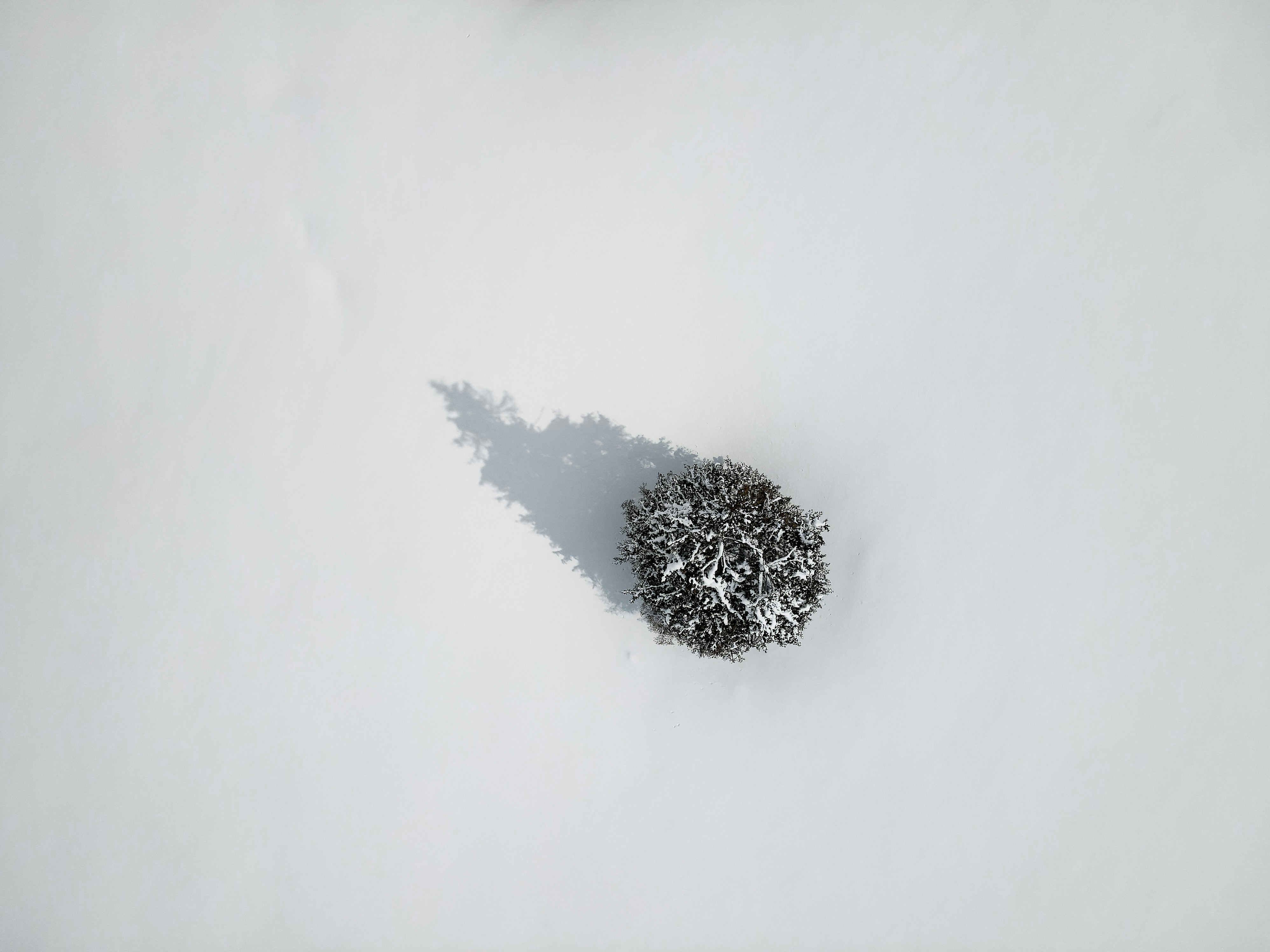 a snow covered tree in the middle of a snowy field