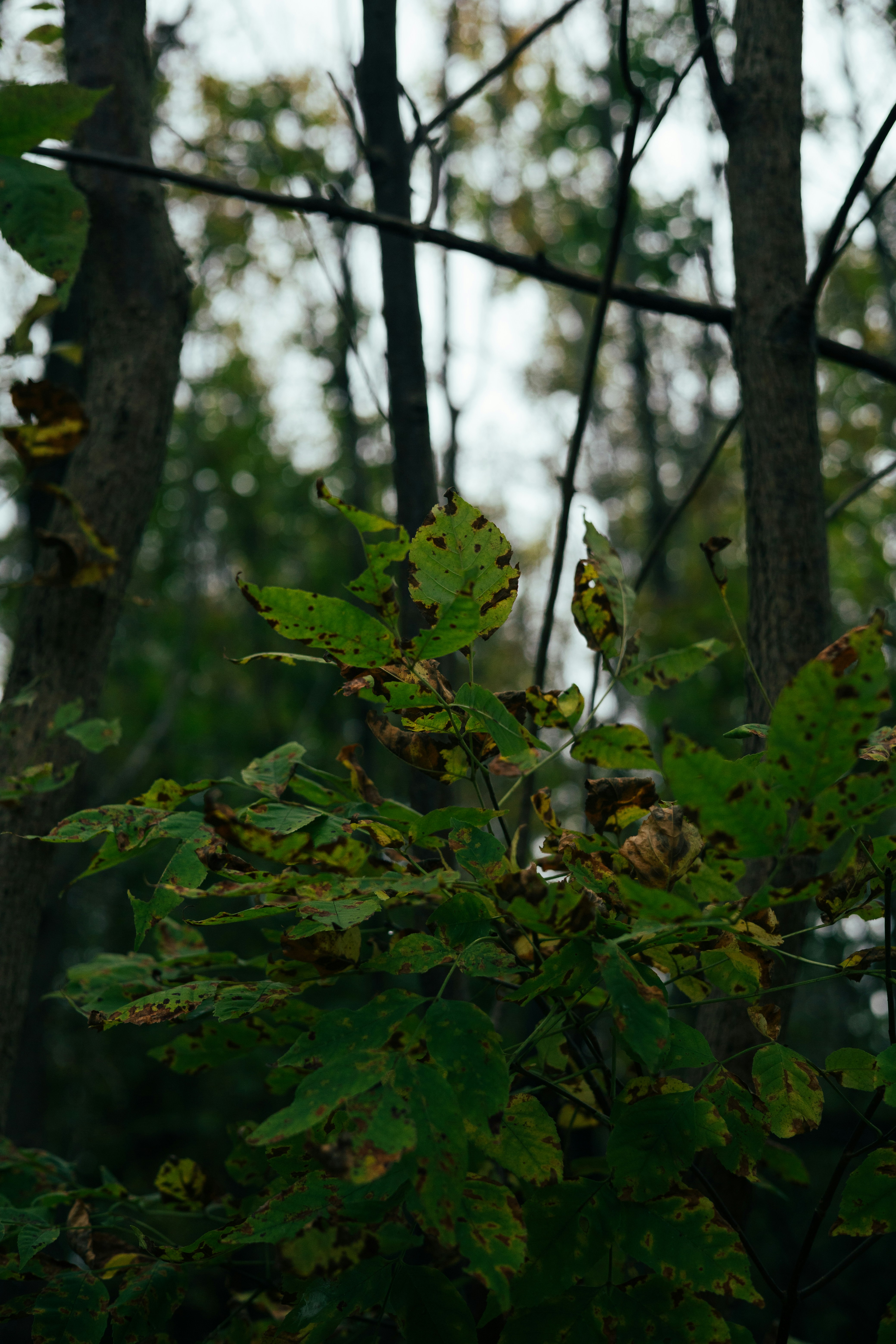 Close-up of vibrant green leaves speckled with brown spots, surrounded by tree trunks in a dense forest setting.