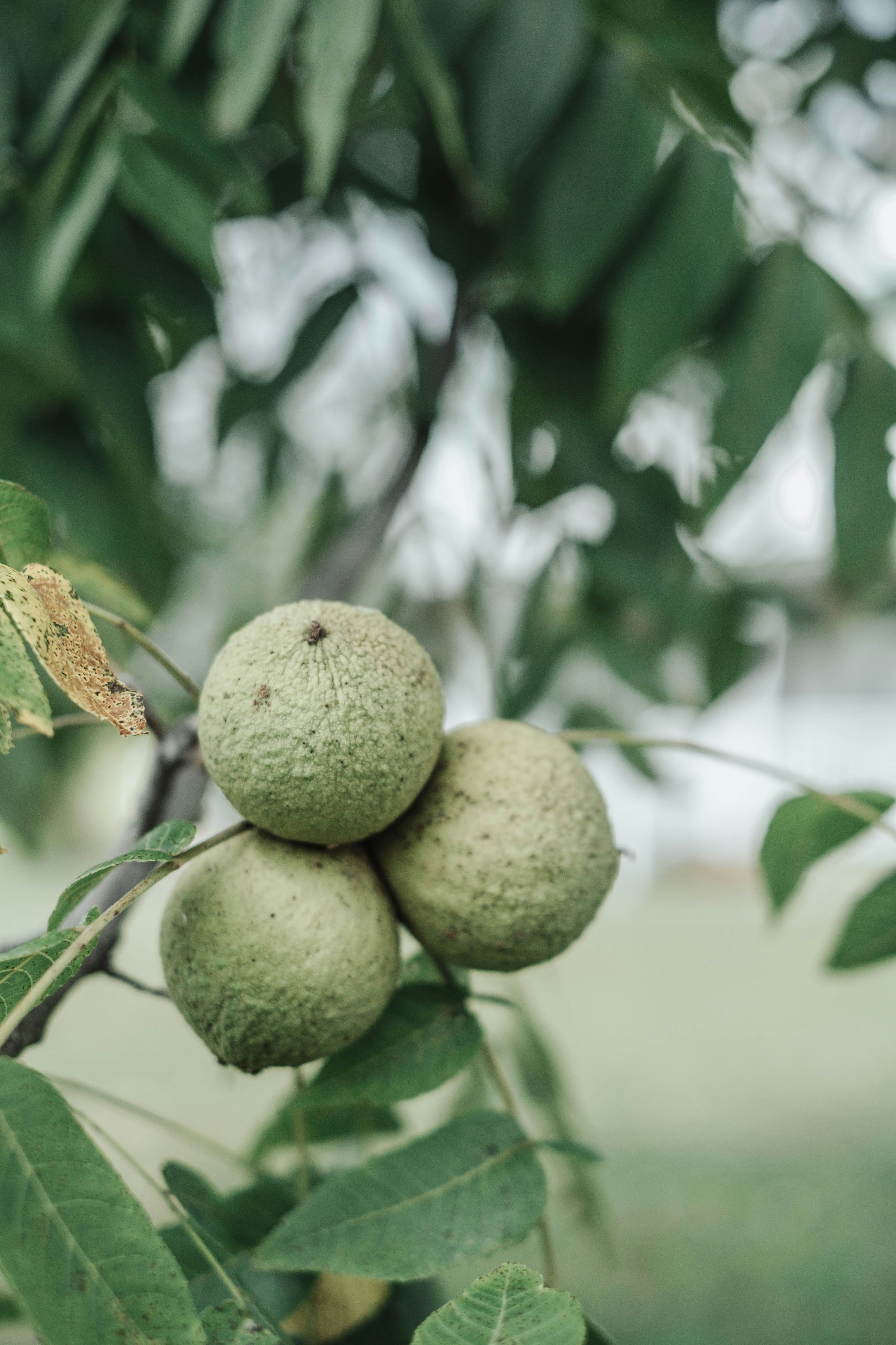 Three Fuzzy Green Orbs on a Branch: A Quiet Orchard Moment