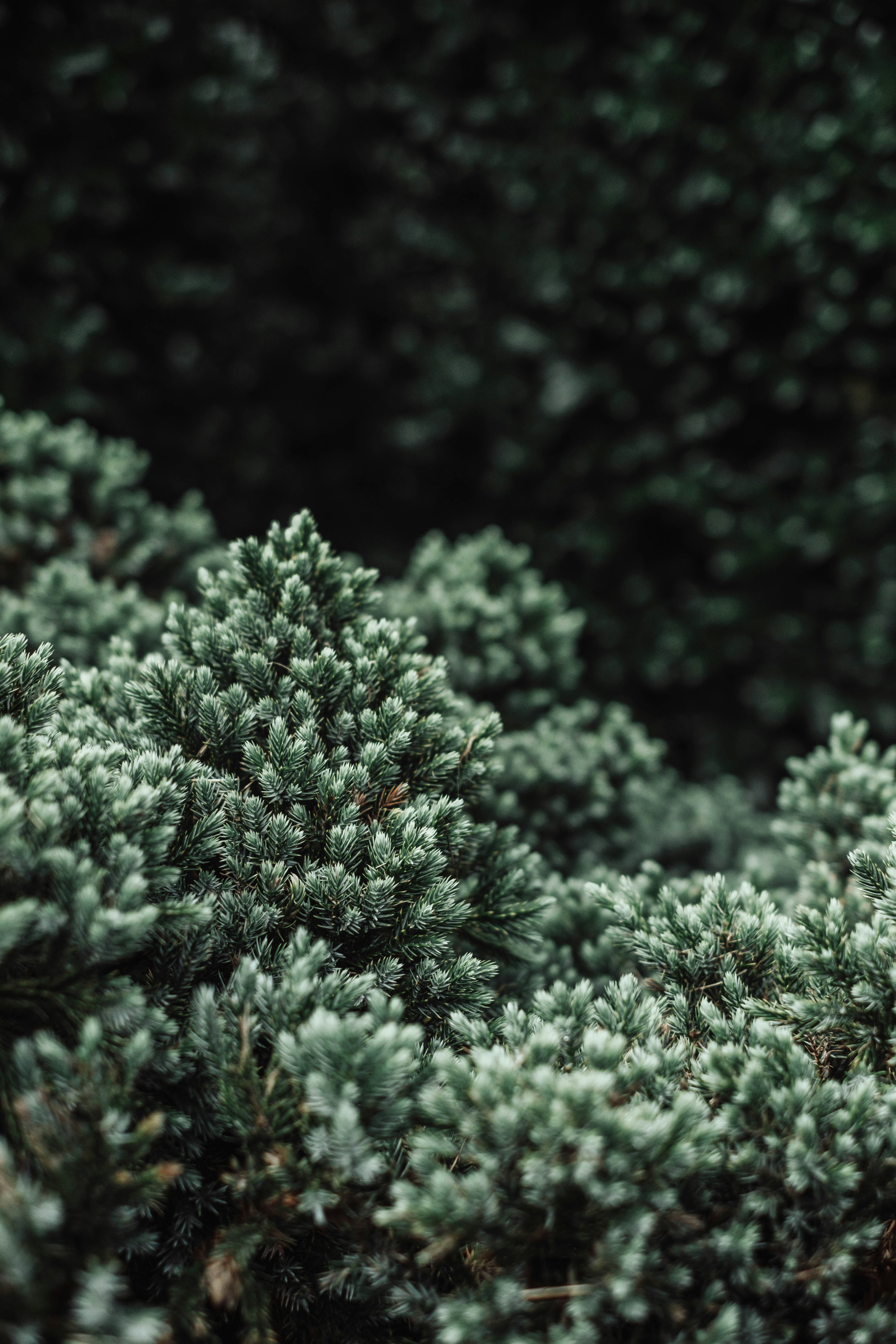 Close-up of lush evergreen foliage, showcasing intricate textures and varying shades of green. The image highlights the natural beauty of coniferous plants.