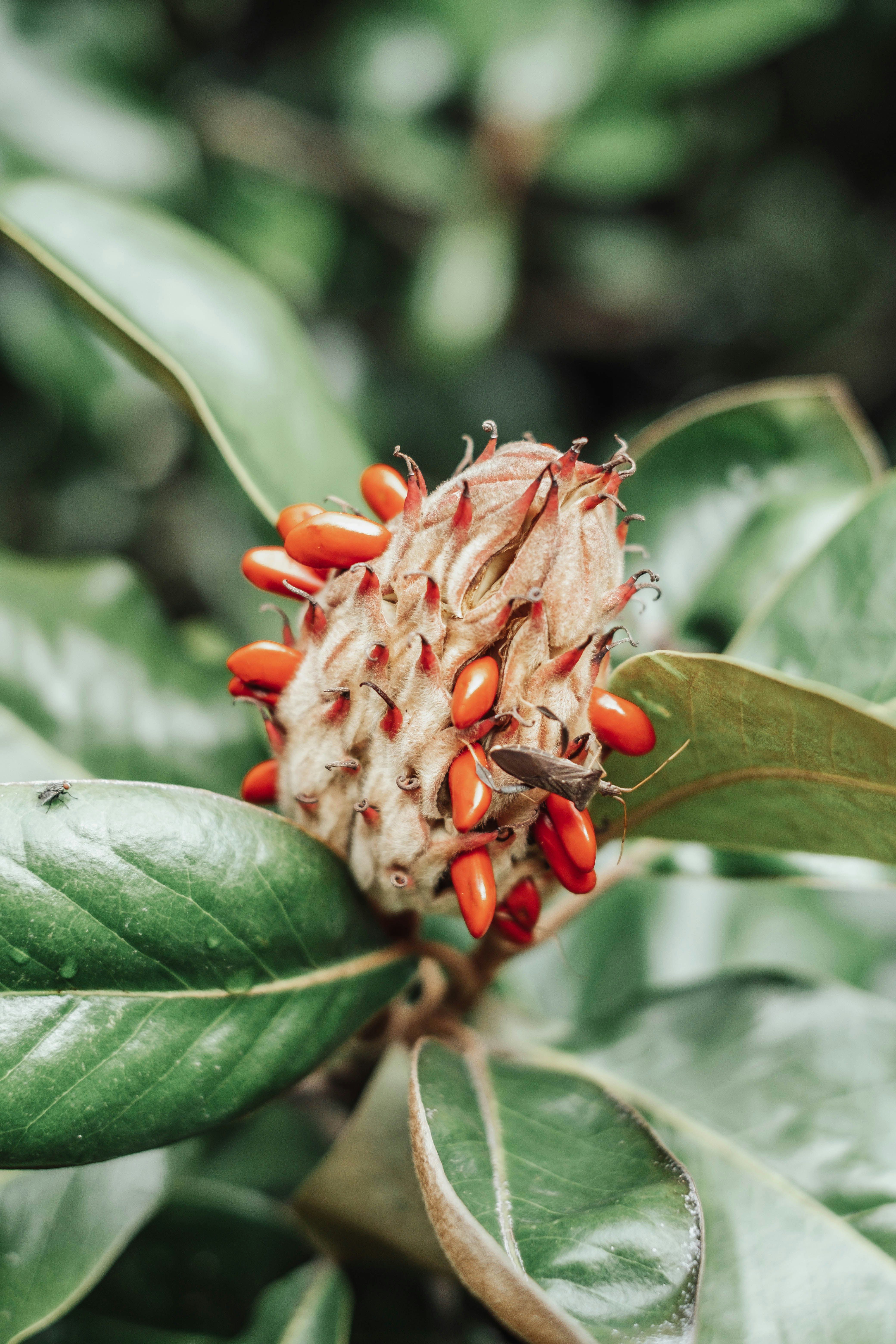 Carmine Calyx: A Macro Moment on Glossy Green